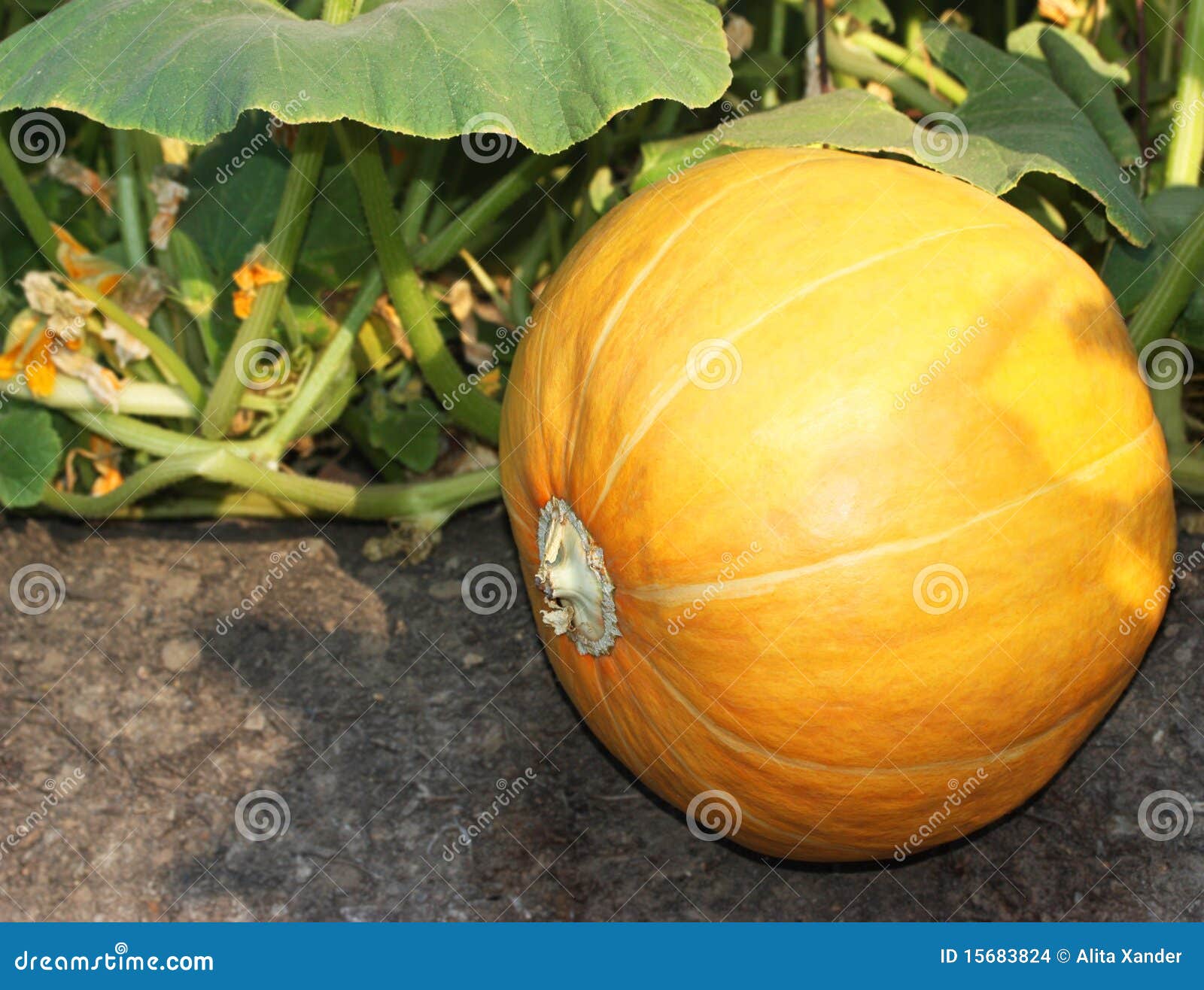 Ripe Pumpkin stock photo. Image of festival, october - 15683824