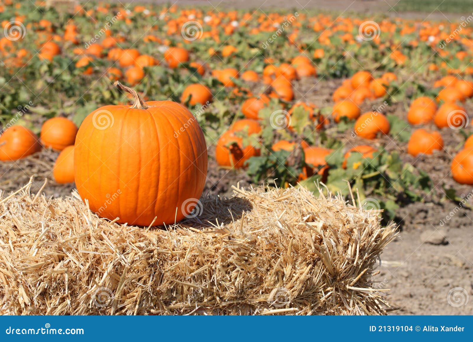 Ripe Pumpkin stock photo. Image of october, gourd, decoration - 21319104