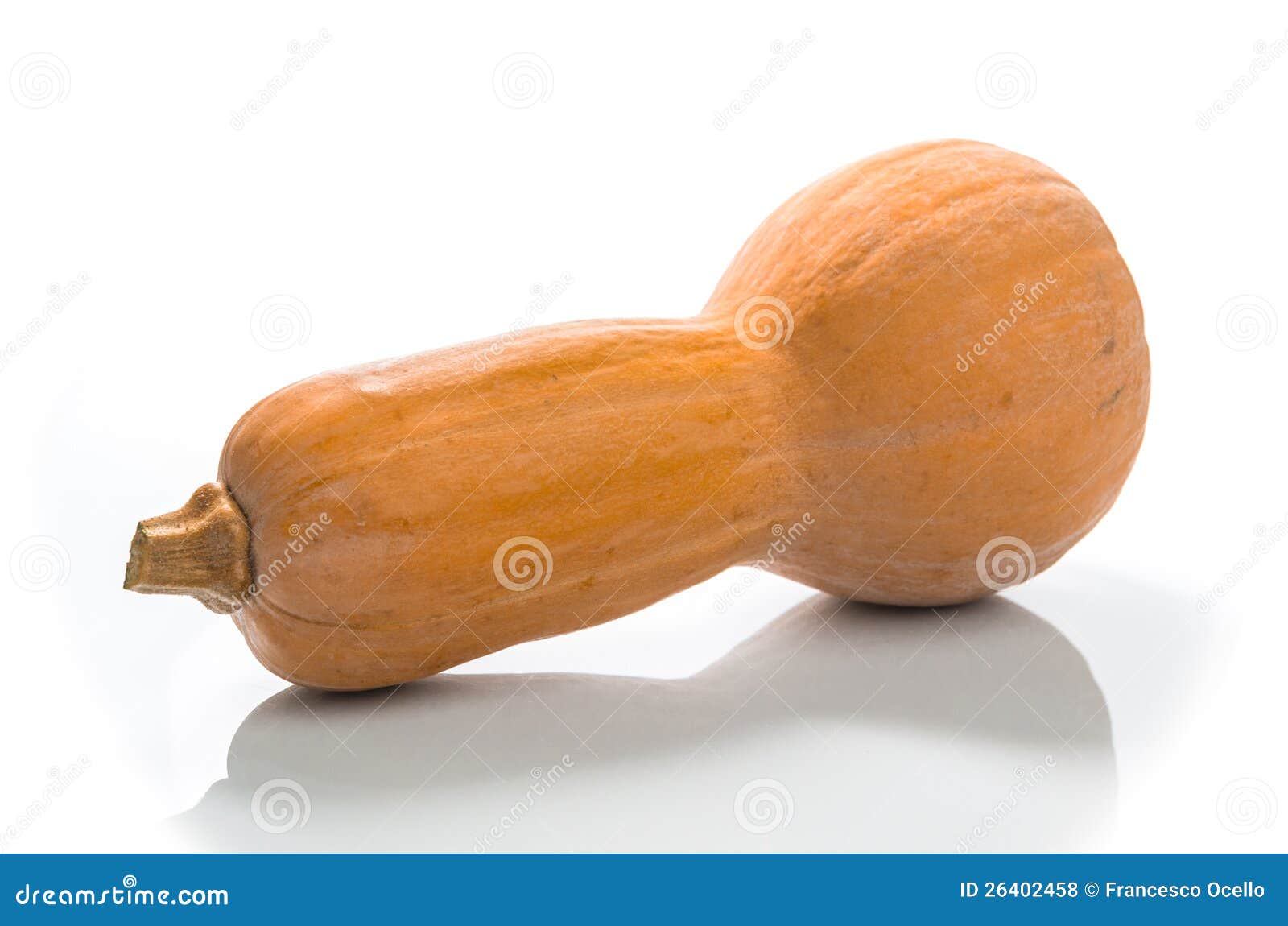 Ripe Pumpkin stock photo. Image of fresh, crop, nutritious - 26402458