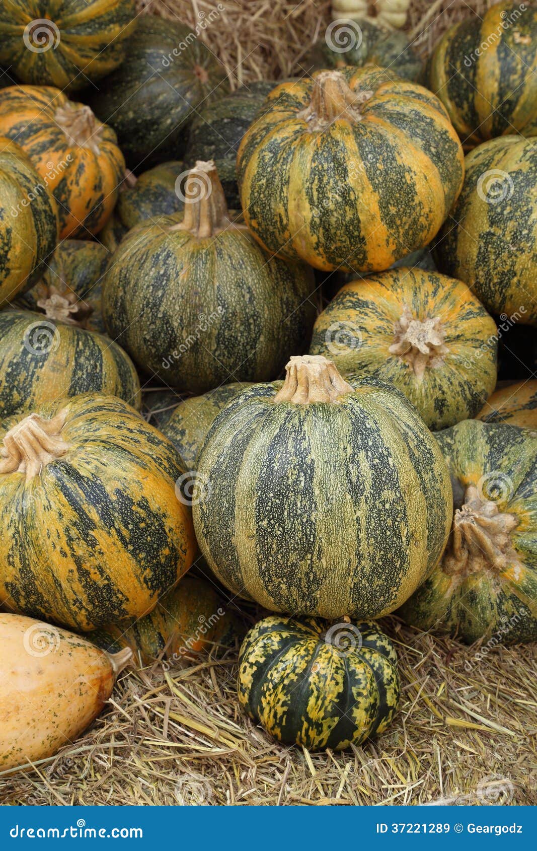 Ripe pumpkin stock image. Image of organic, heap, fruit - 37221289