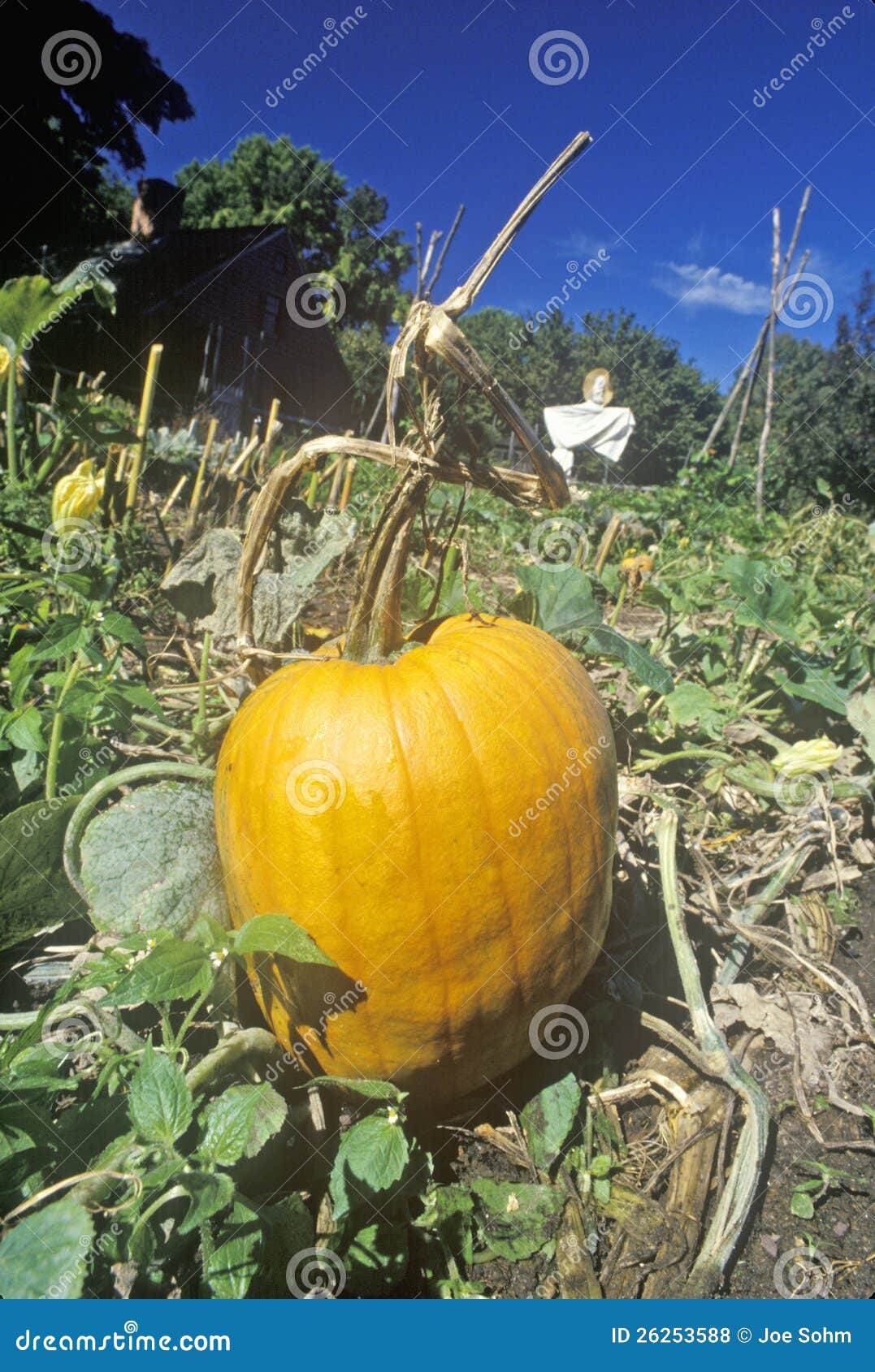 Ripe pumpkin in field stock photo. Image of states, house - 26253588