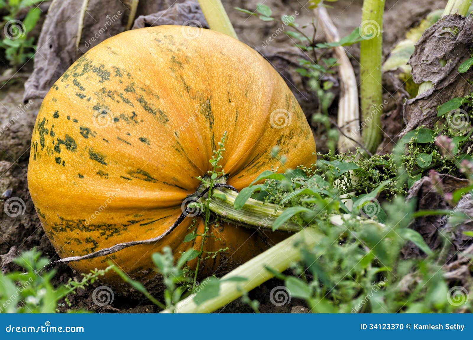 Ripe Pumpkin stock photo. Image of agriculture, garden - 34123370