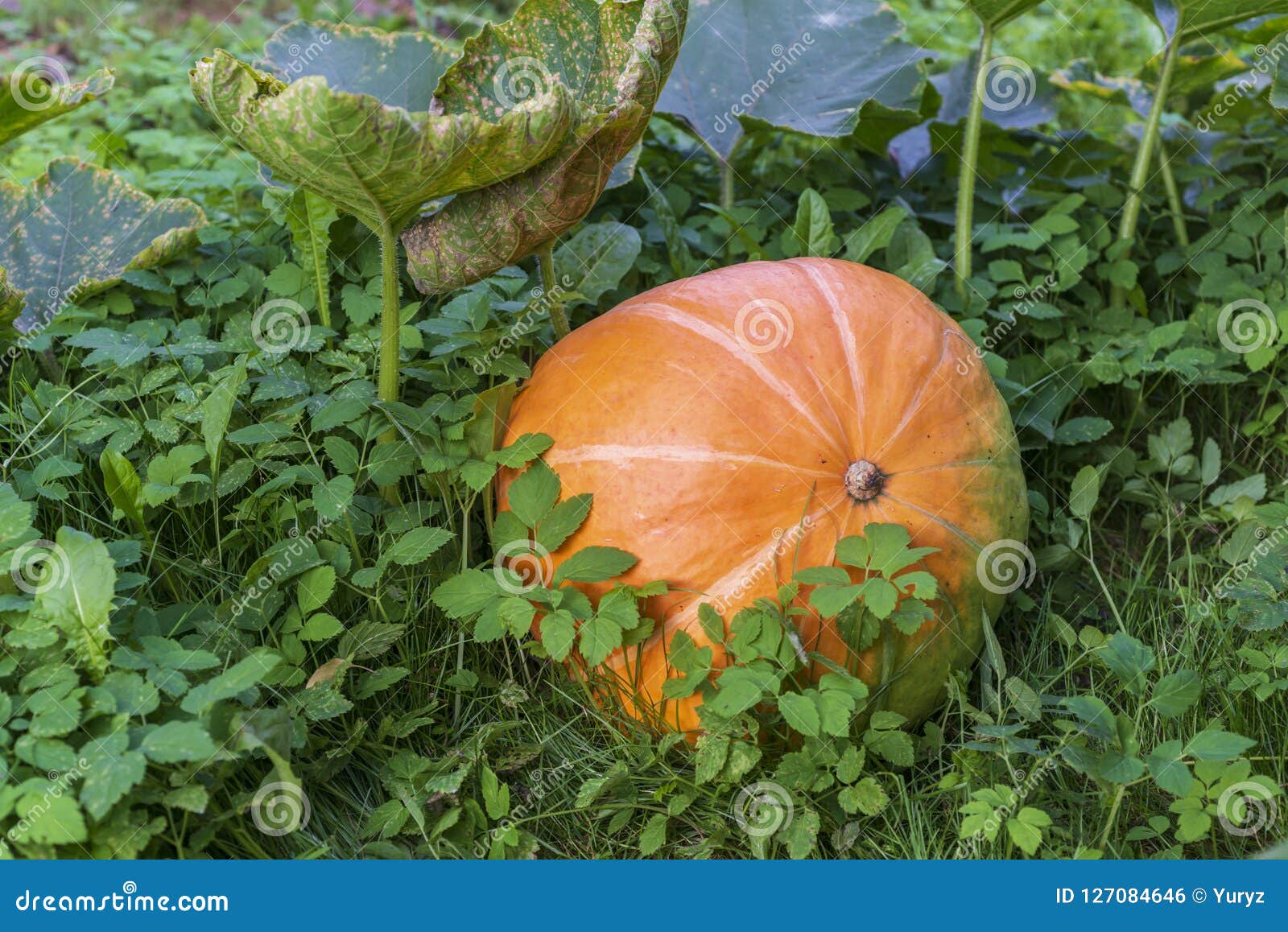 Ripe pumpkin in grass stock photo. Image of orange, plant - 127084646