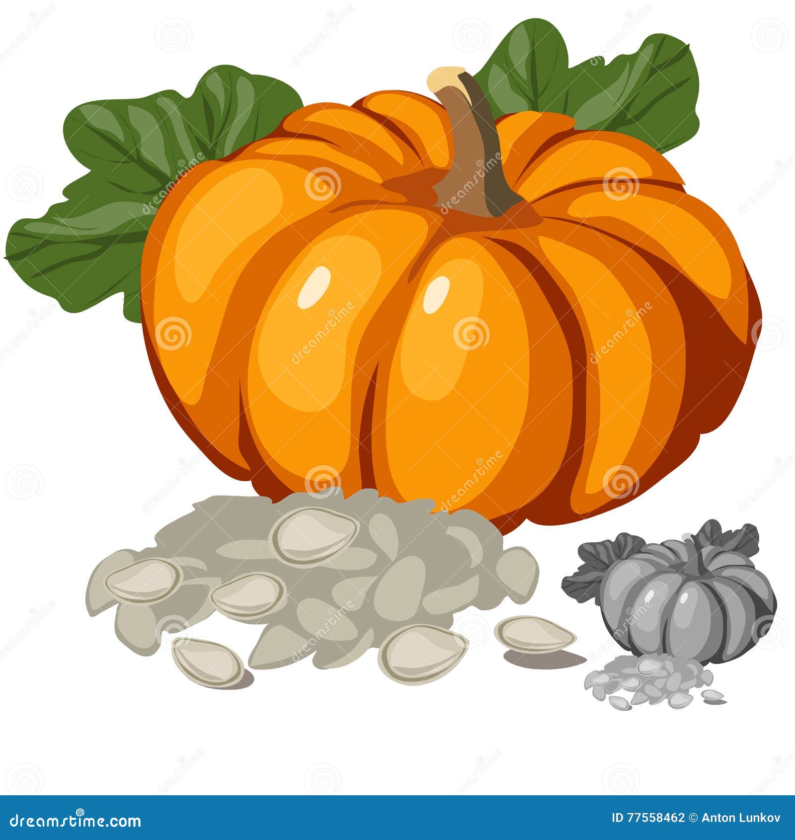 Ripe Pumpkin and Its Seeds, Vector Vegetables Stock Vector ...