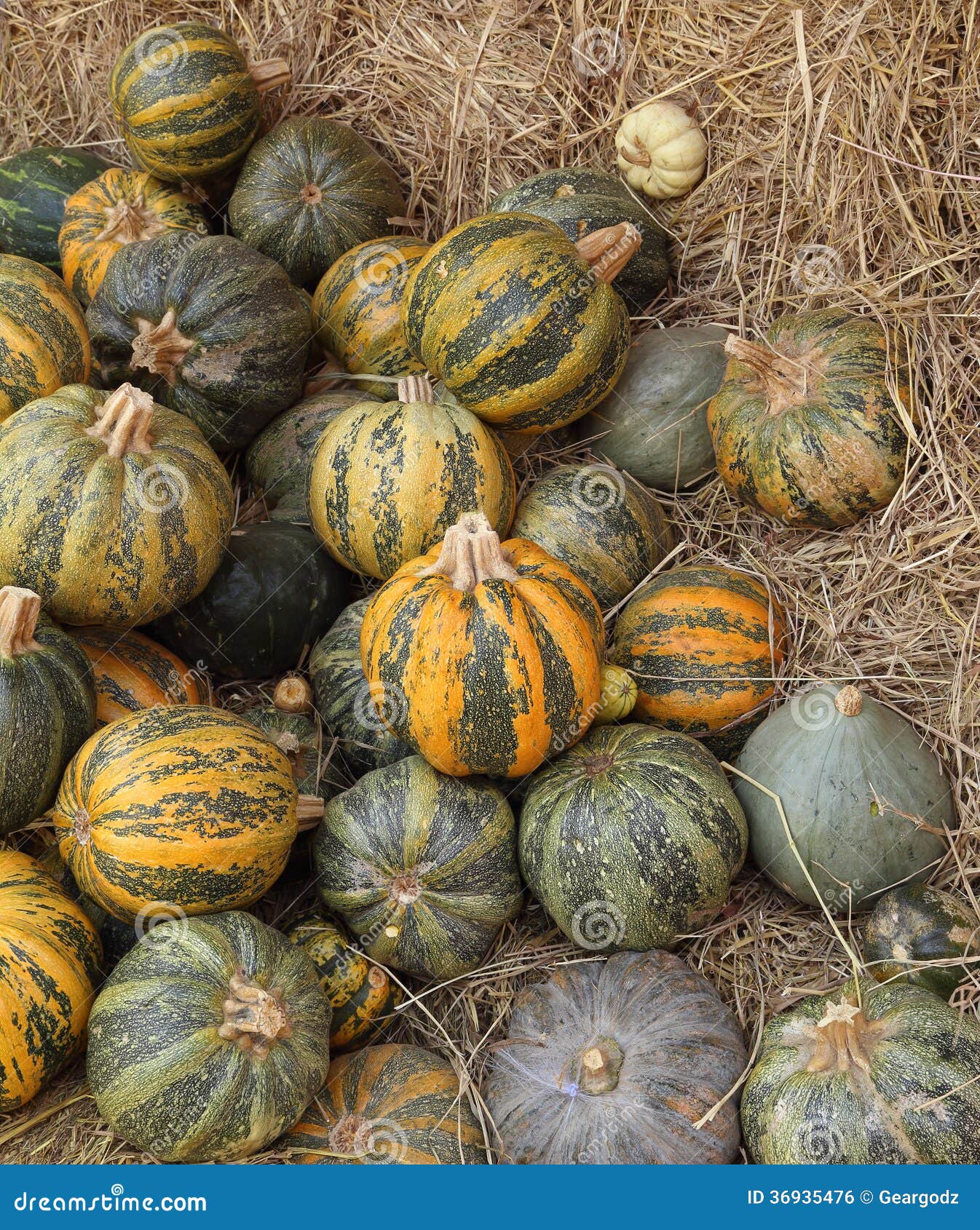 Ripe pumpkin stock photo. Image of november, fruit, nature - 36935476