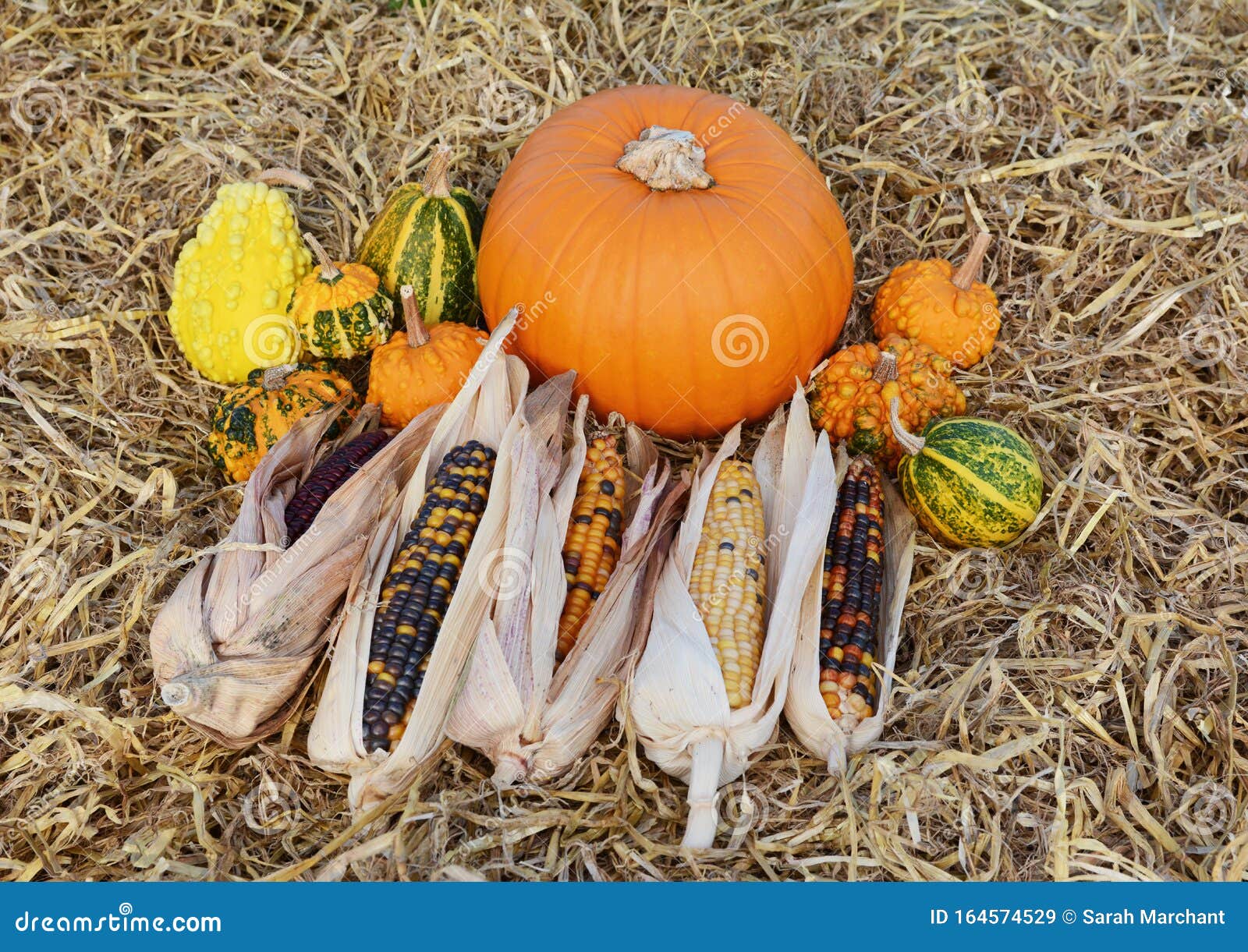 Ripe Pumpkin Surrounded by Ornamental Gourds and Indian Corn Cobs Stock ...