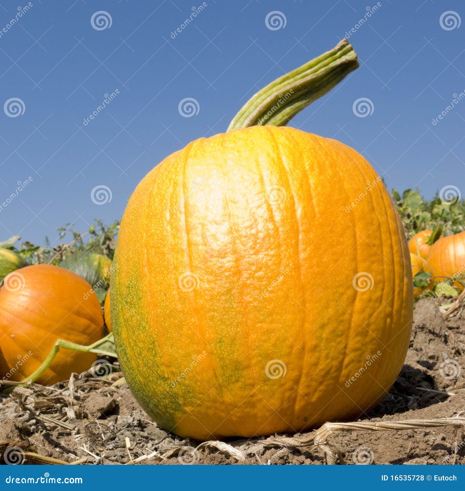 Ripe Pumpkin Time stock photo. Image of seasonal, green - 16535728