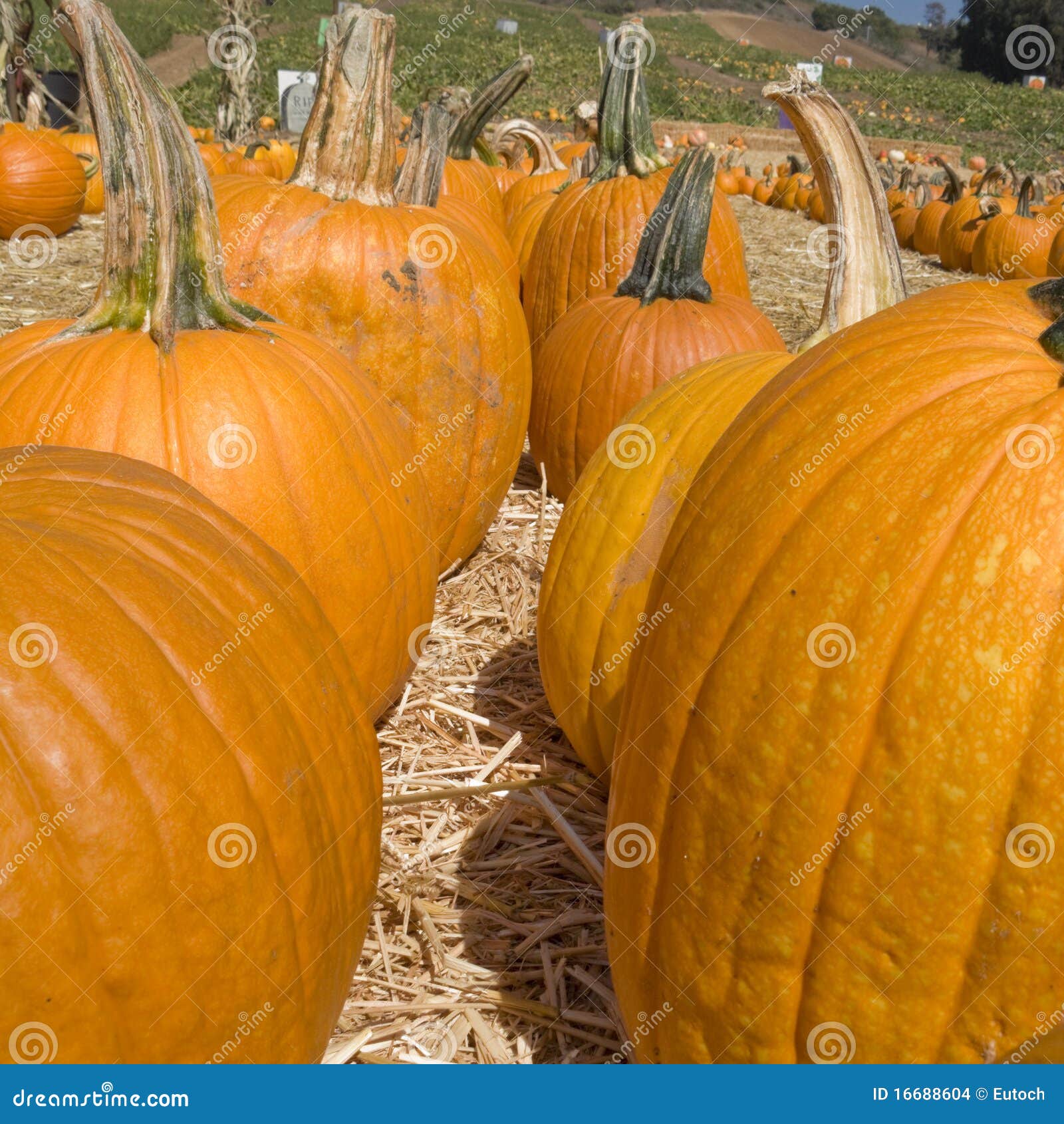 Ripe Pumpkin Time stock photo. Image of halloween, field - 16688604