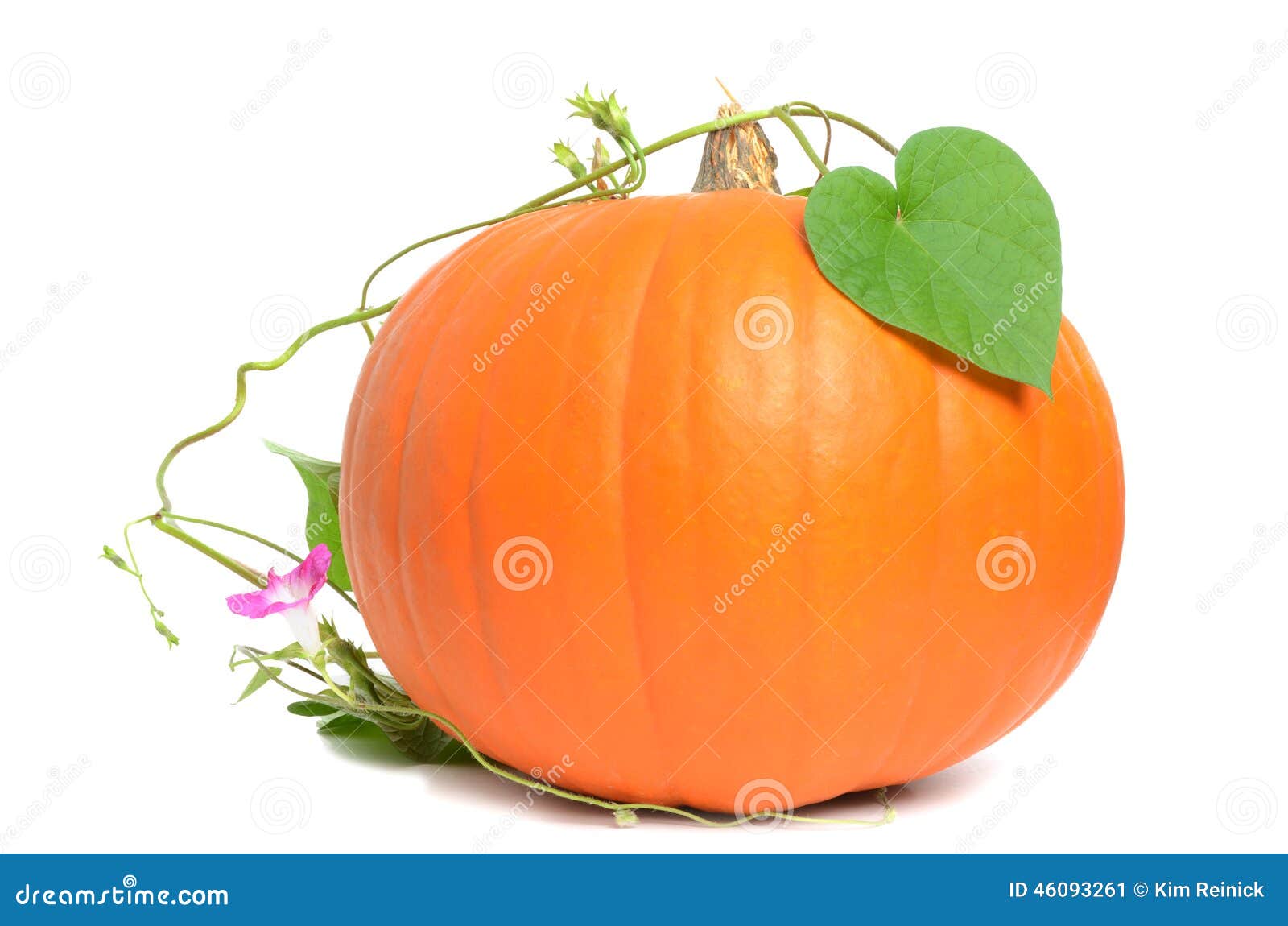 Ripe Pumpkin stock image. Image of objects, nature, autumn - 46093261