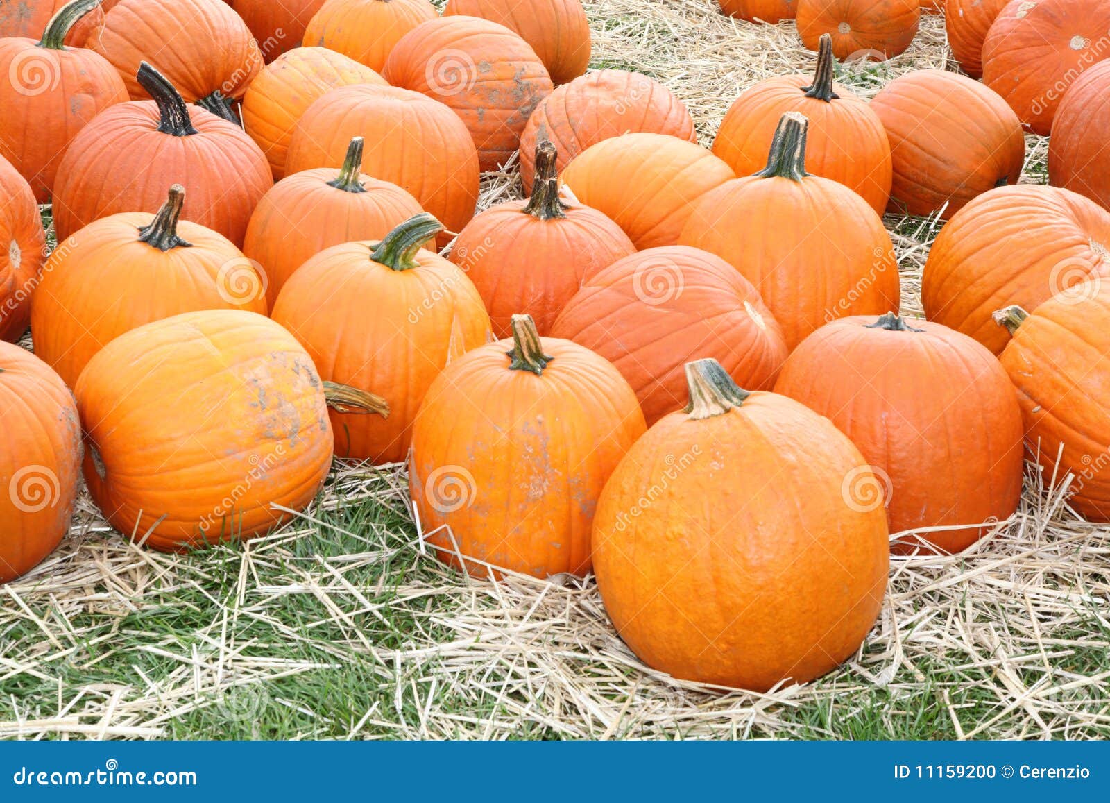 Ripe pumpkins stock photo. Image of outdoor, grass, healthy - 11159200