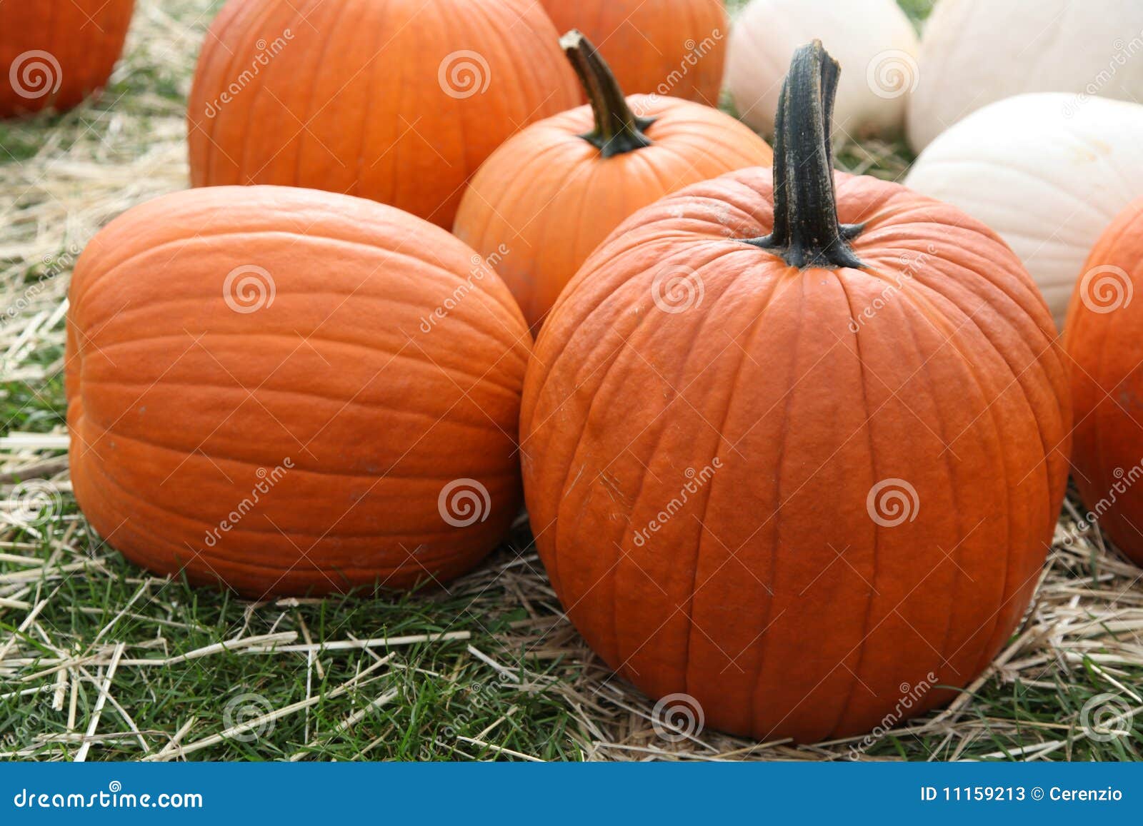 Ripe pumpkins stock image. Image of nutritious, grass - 11159213