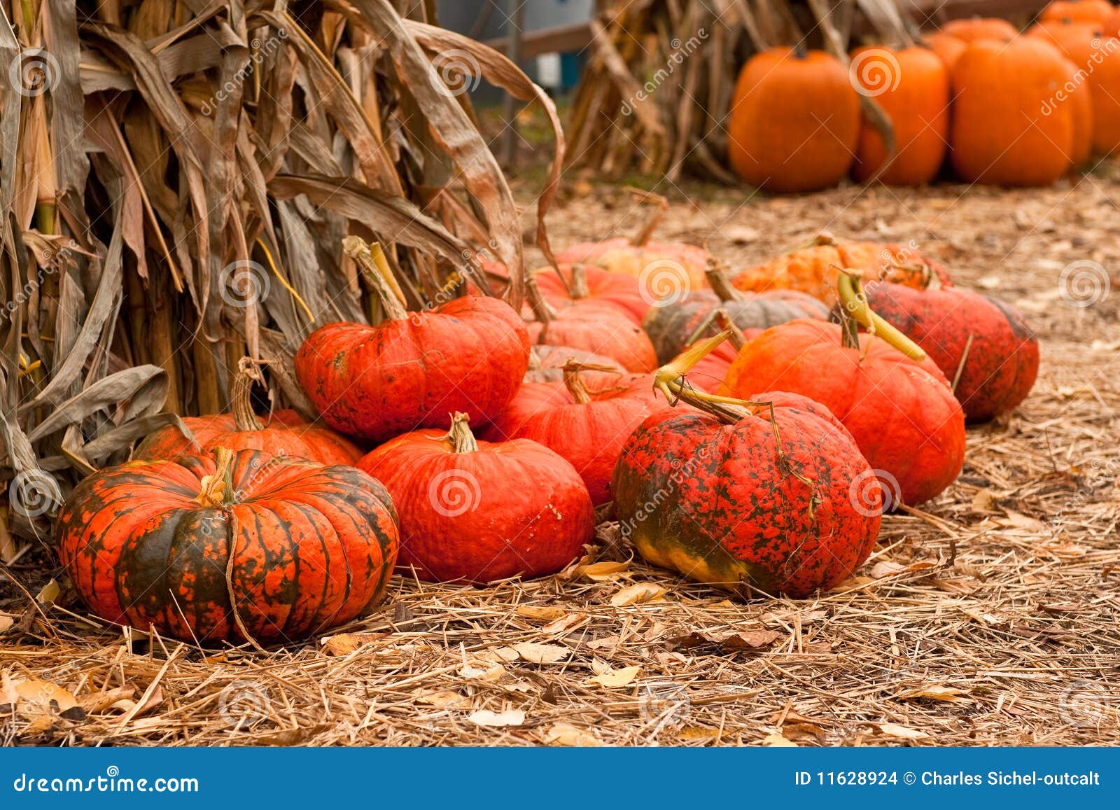 Ripe pumpkins stock photo. Image of halloween, nutritional - 11628924