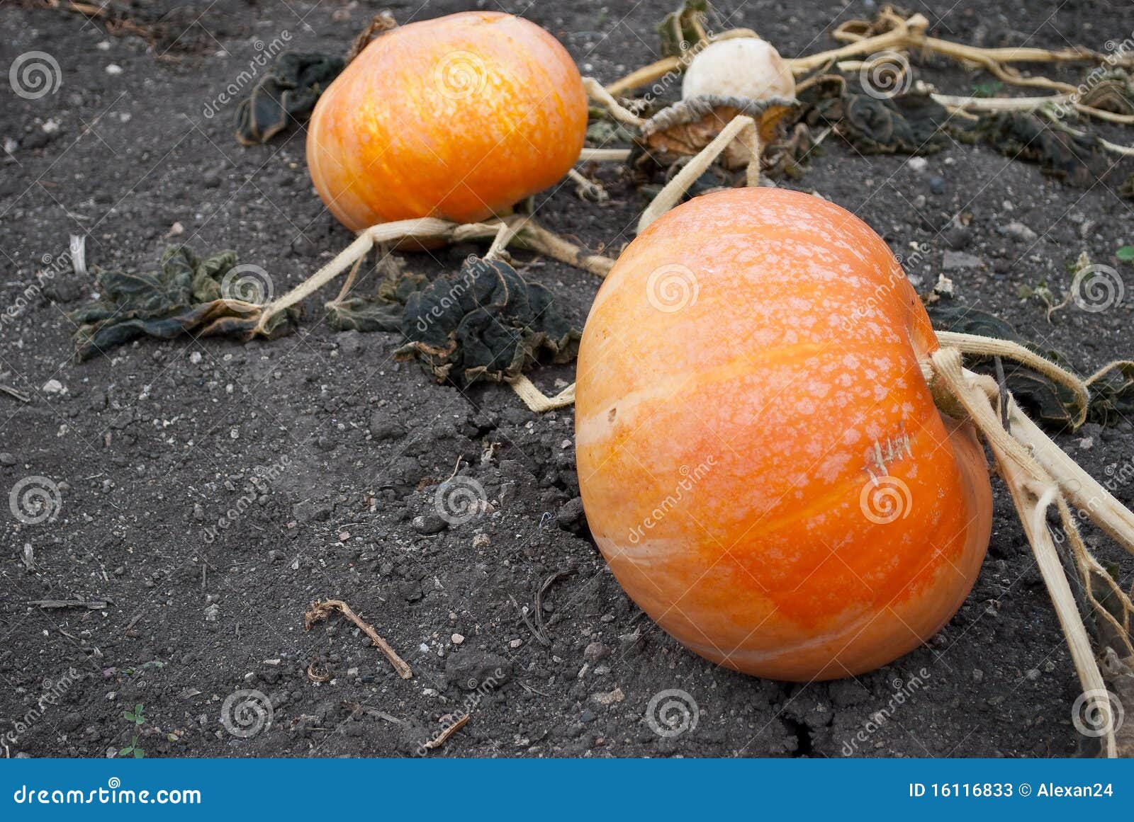 Ripe pumpkins stock image. Image of gourd, agriculture - 16116833