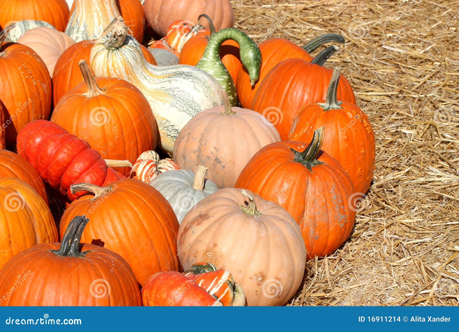 Ripe Pumpkins stock photo. Image of autumn, harvest, country - 16911214