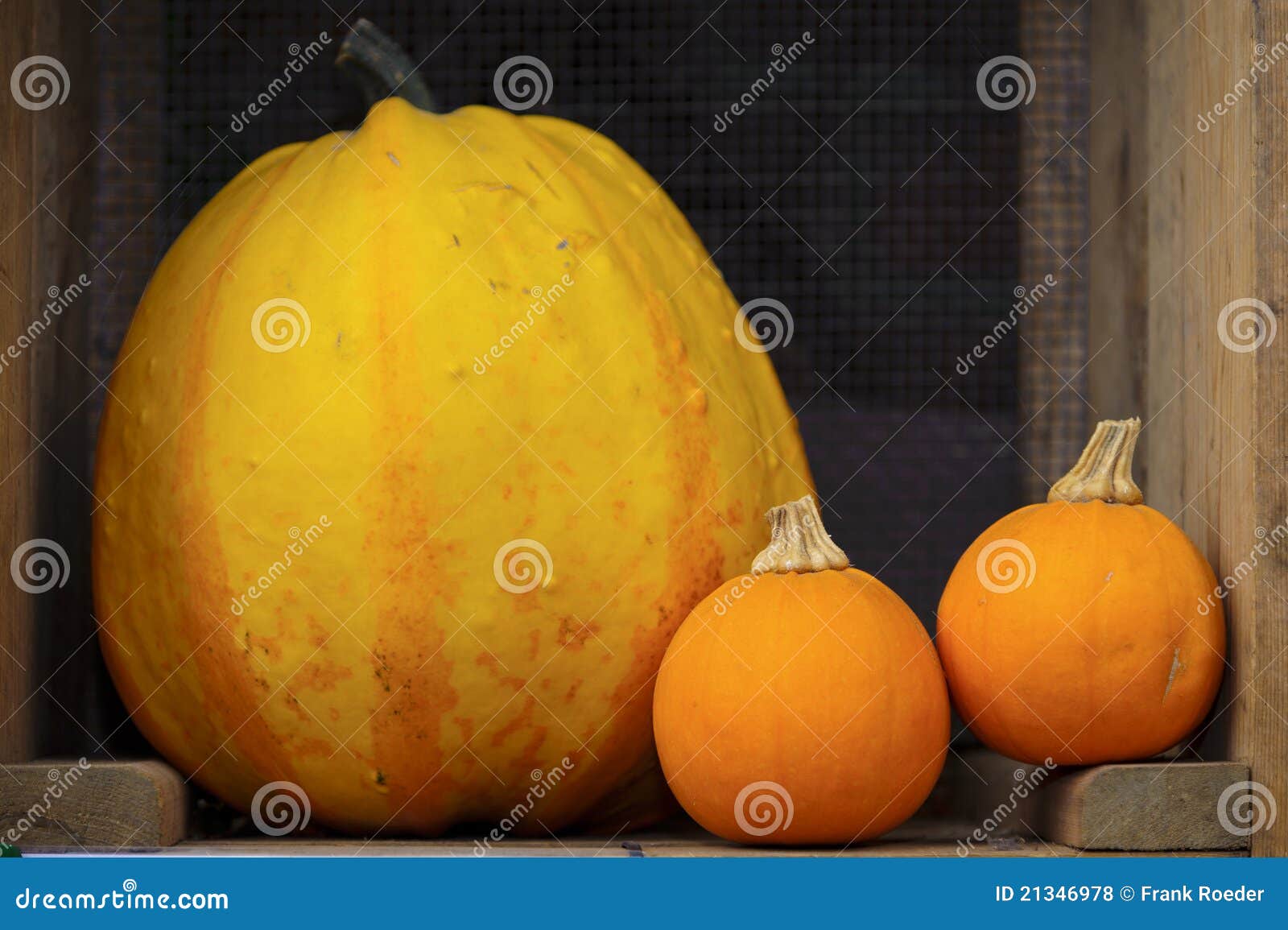 Ripe pumpkins stock photo. Image of harvest, nutrition - 21346978
