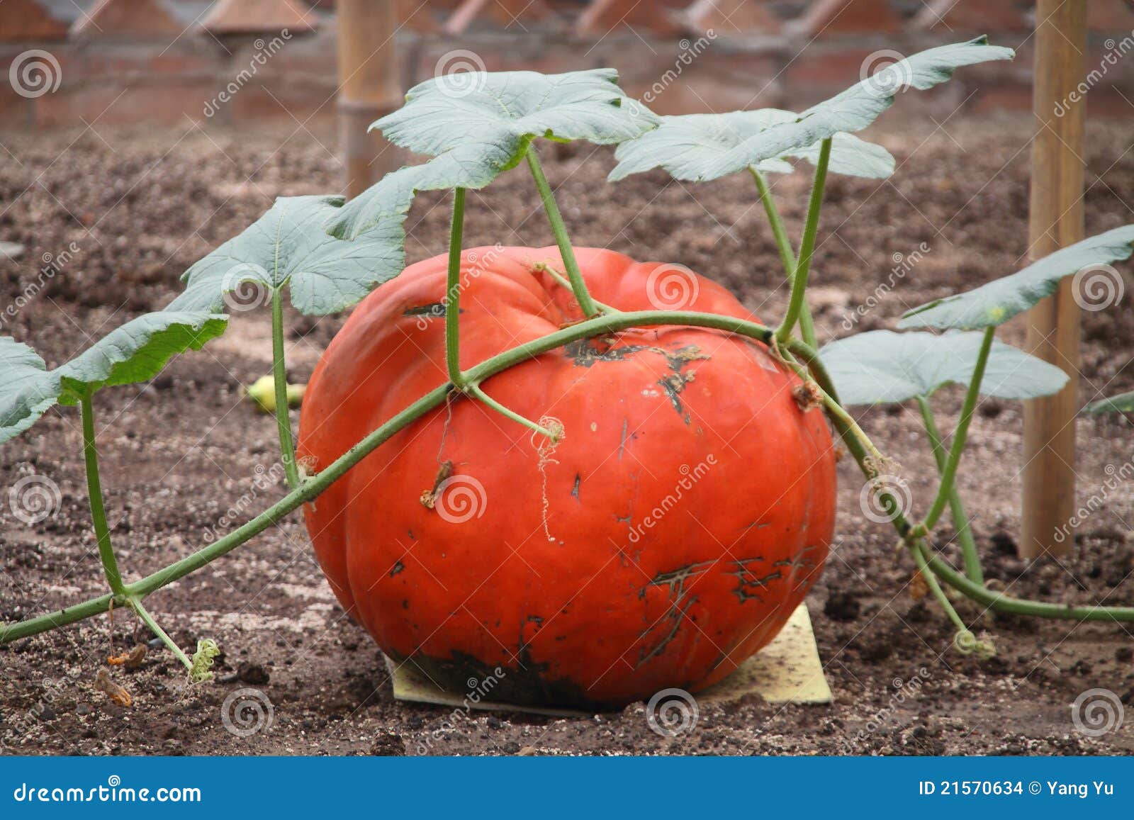 Ripe pumpkins stock photo. Image of growing, natural - 21570634
