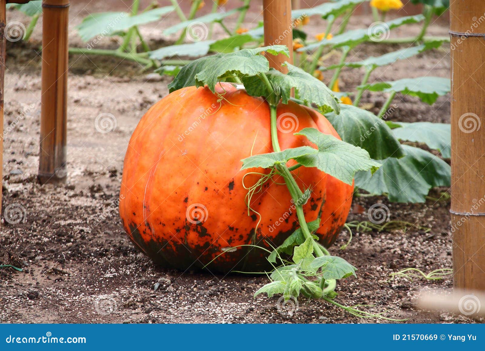 Ripe pumpkins stock image. Image of autumn, calabash - 21570669