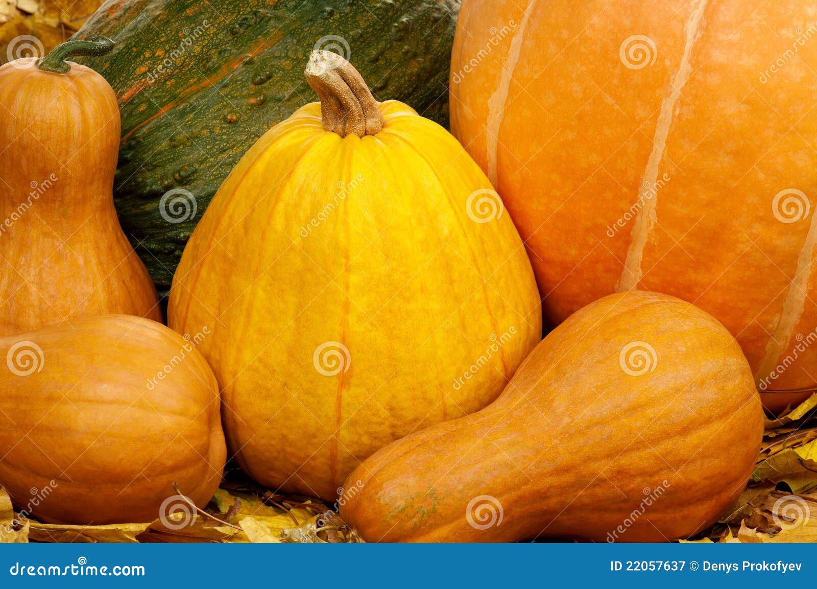Ripe pumpkins stock image. Image of healthy, nature, object - 22057637