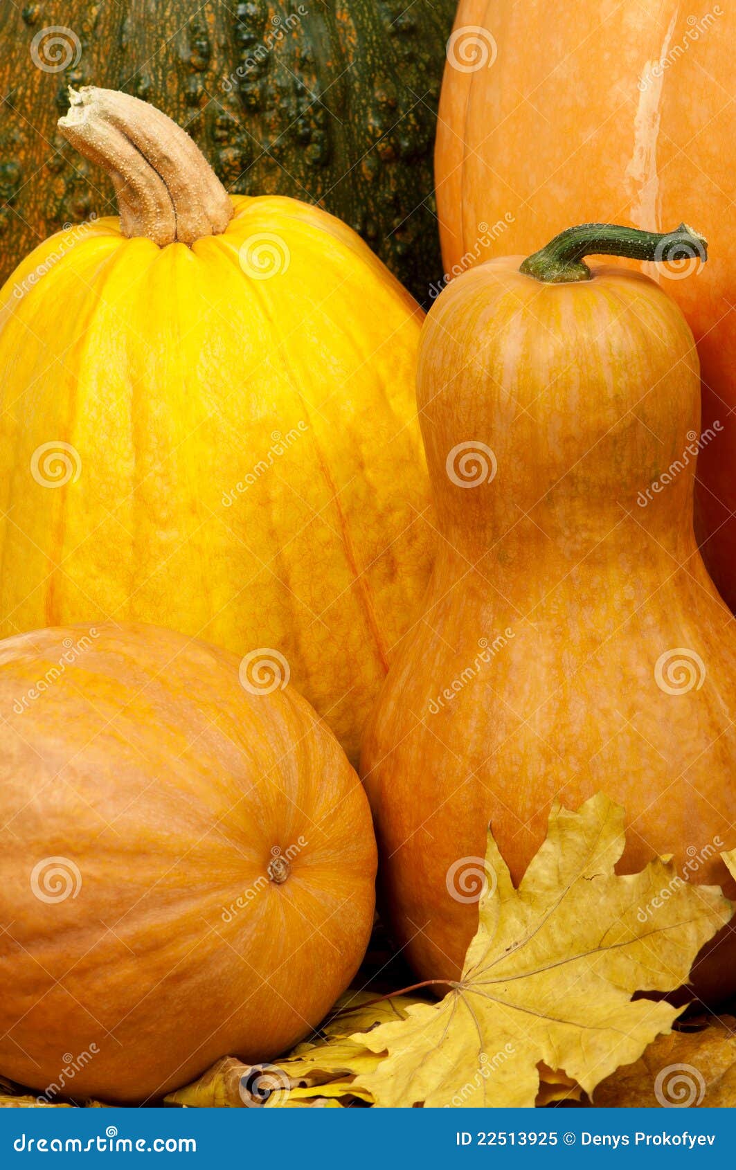 Ripe pumpkins stock image. Image of healthy, object, celebration - 22513925