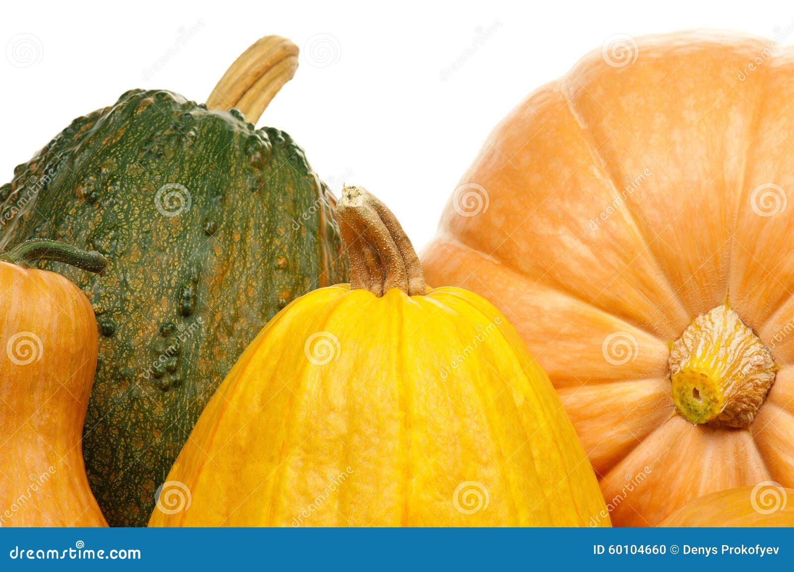 Ripe pumpkins stock photo. Image of growing, fall, beautiful - 60104660