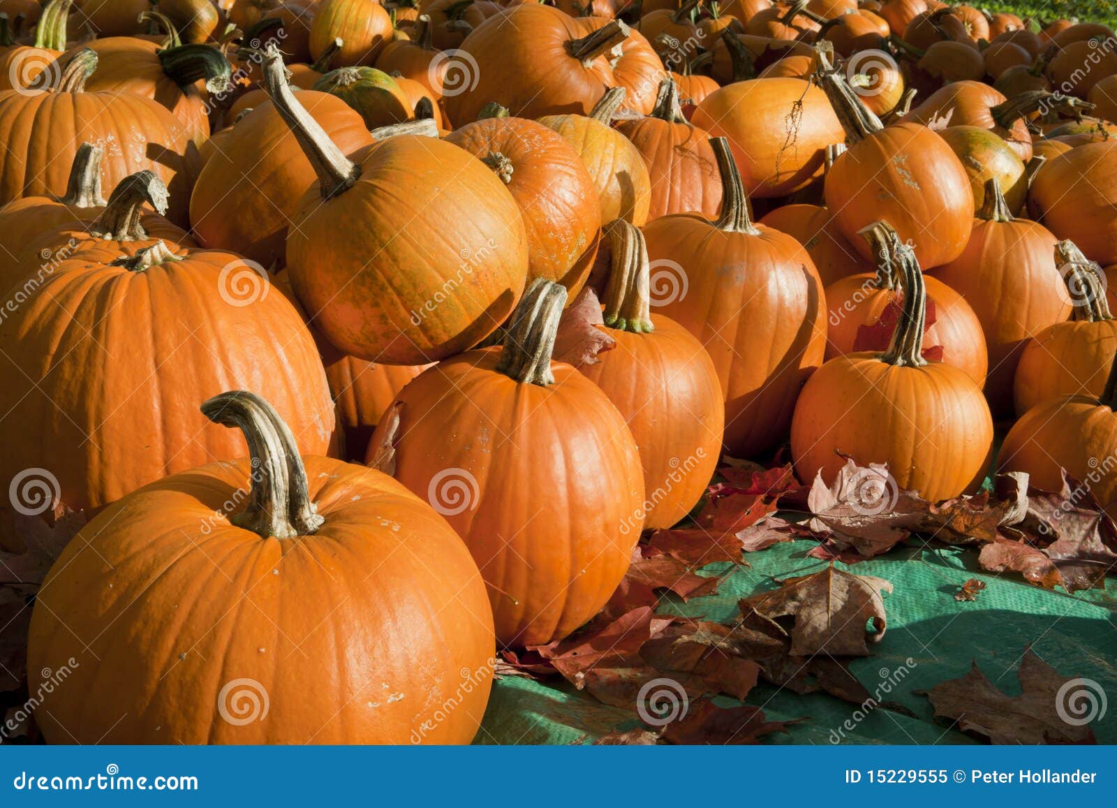 Ripe Pumpkins on Display stock image. Image of sunny - 15229555