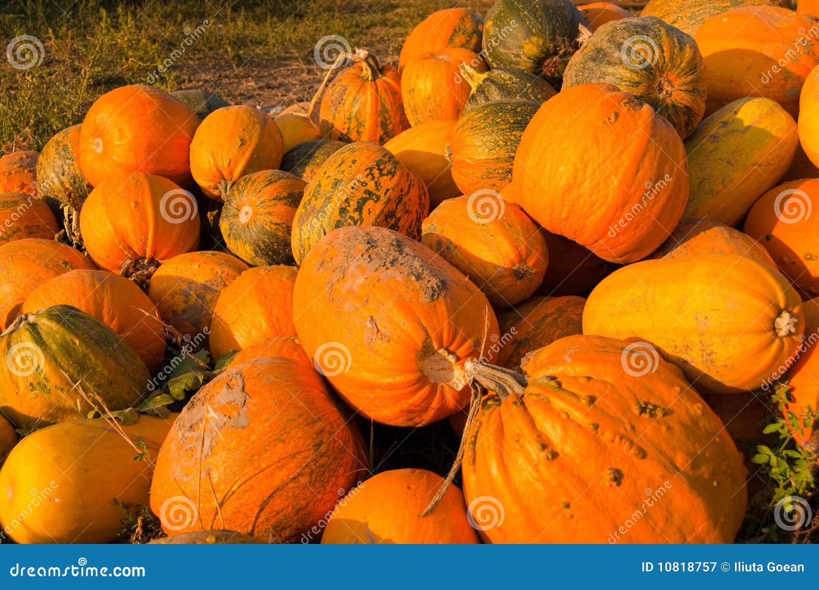 Ripe Pumpkins on the field stock image. Image of pumpkin - 10818757