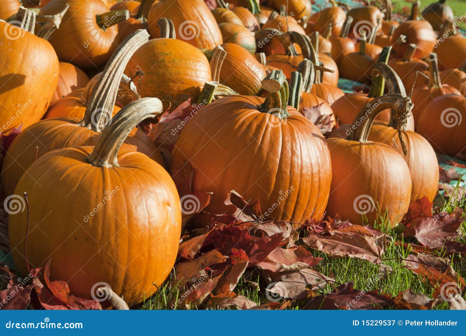 Ripe Pumpkins in a Field stock image. Image of outdoors - 15229537
