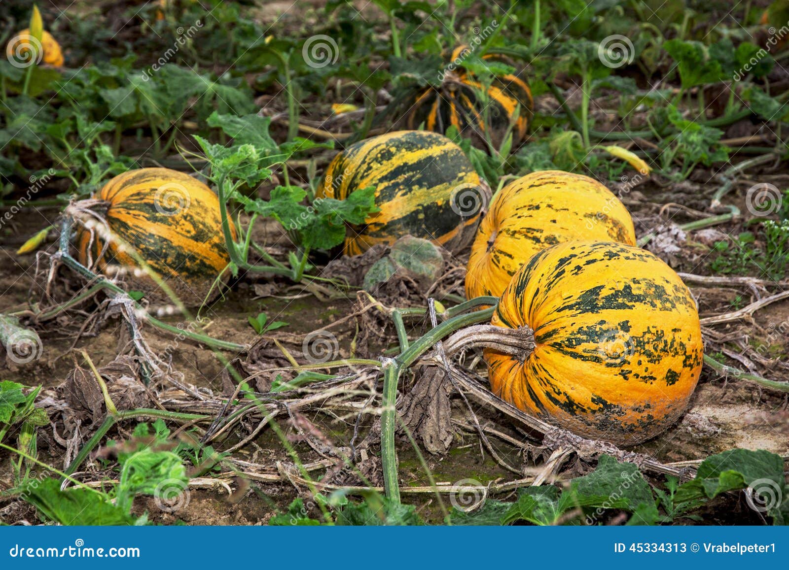Ripe pumpkins in the field stock image. Image of halloween - 45334313
