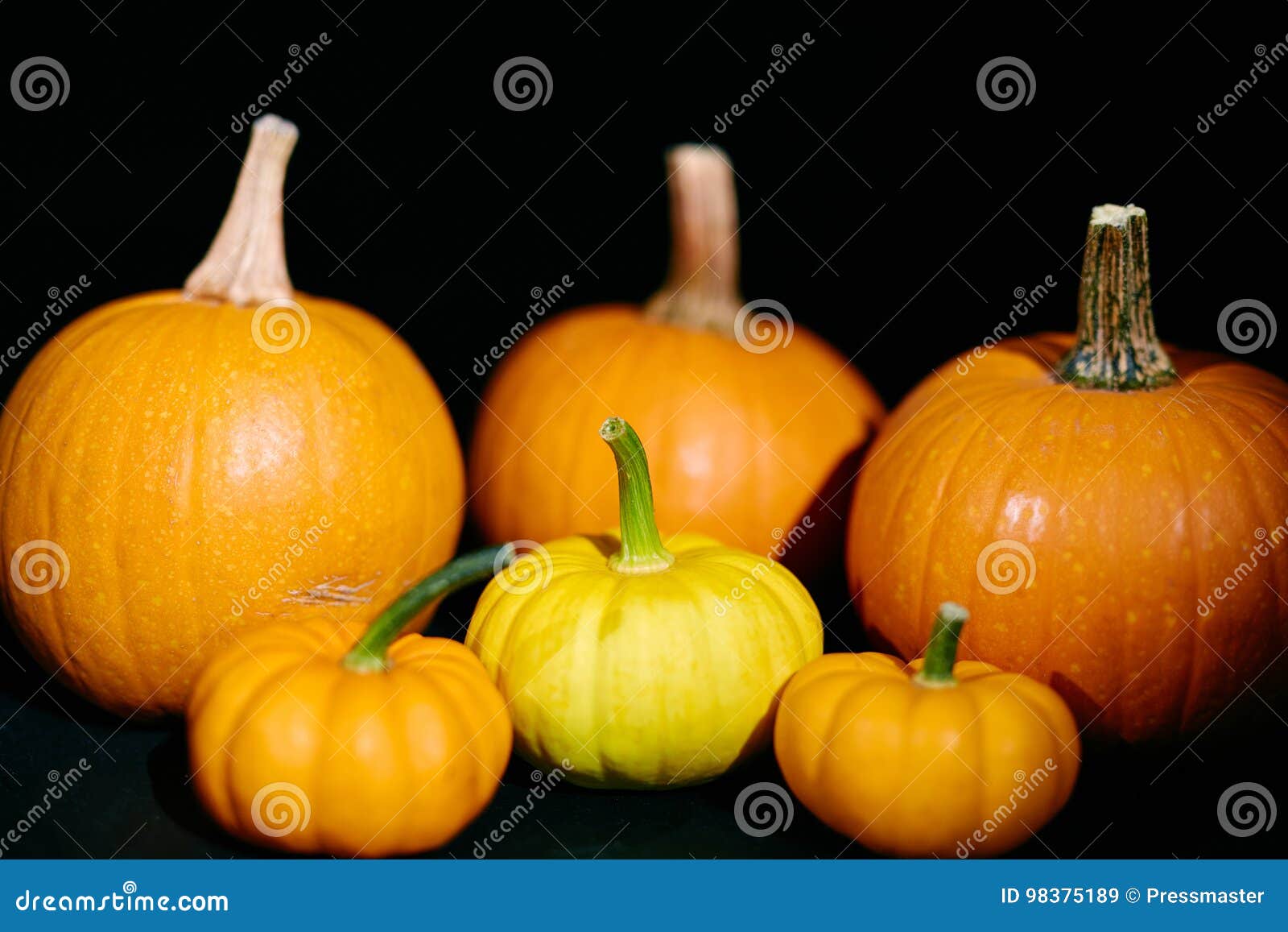 Ripe pumpkins stock image. Image of group, plant, harvest - 98375189
