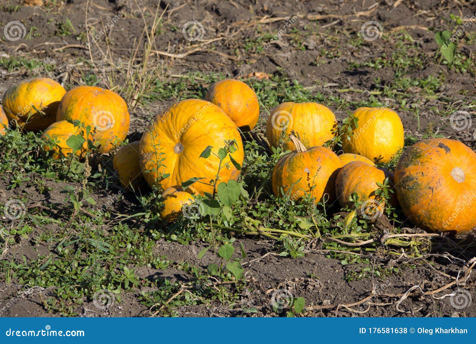 Ripe pumpkins stock photo. Image of harvest, meadow - 176581638