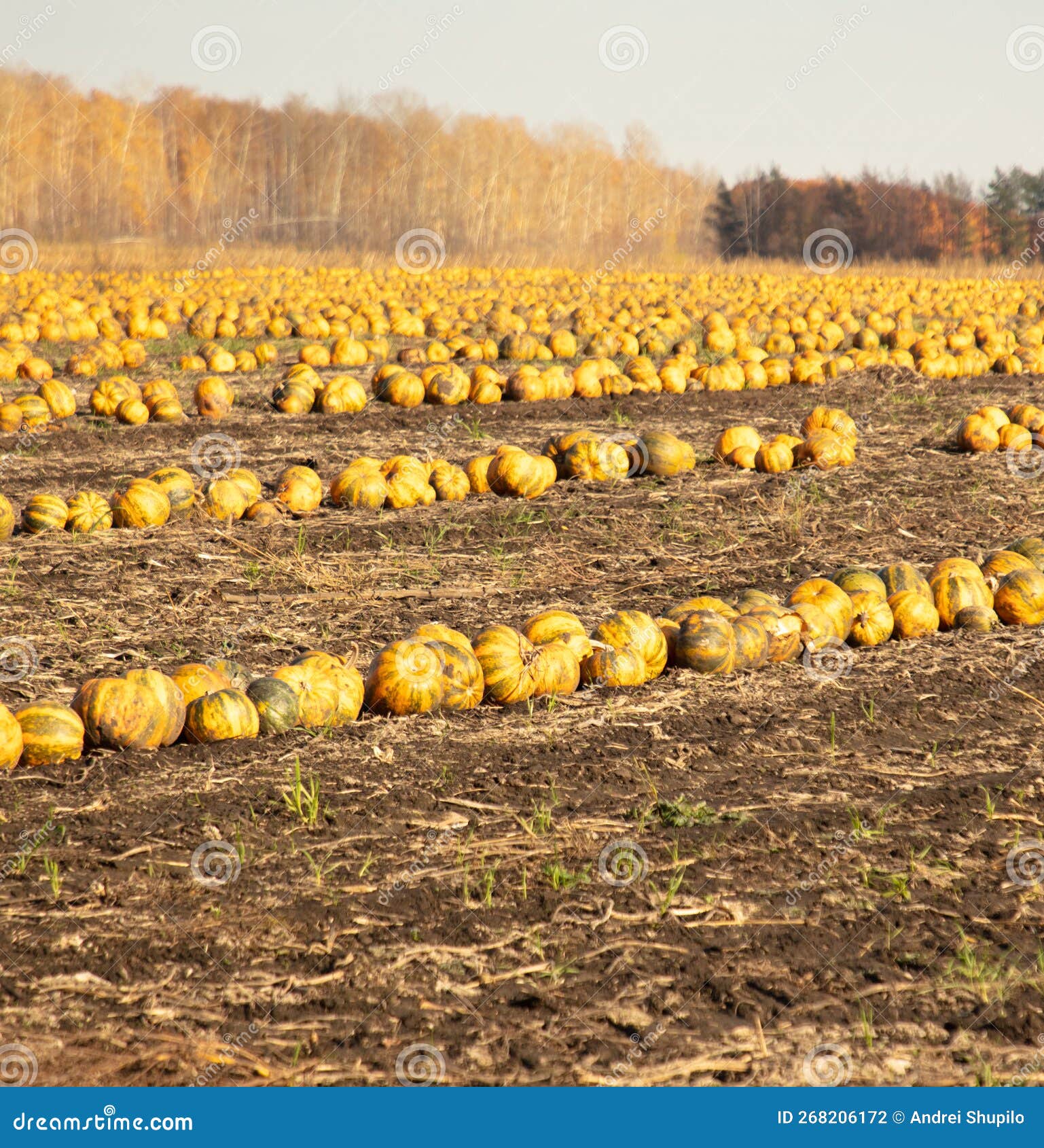 Ripe Pumpkins Lie on the Ground in a Field. Stock Photo - Image of ...
