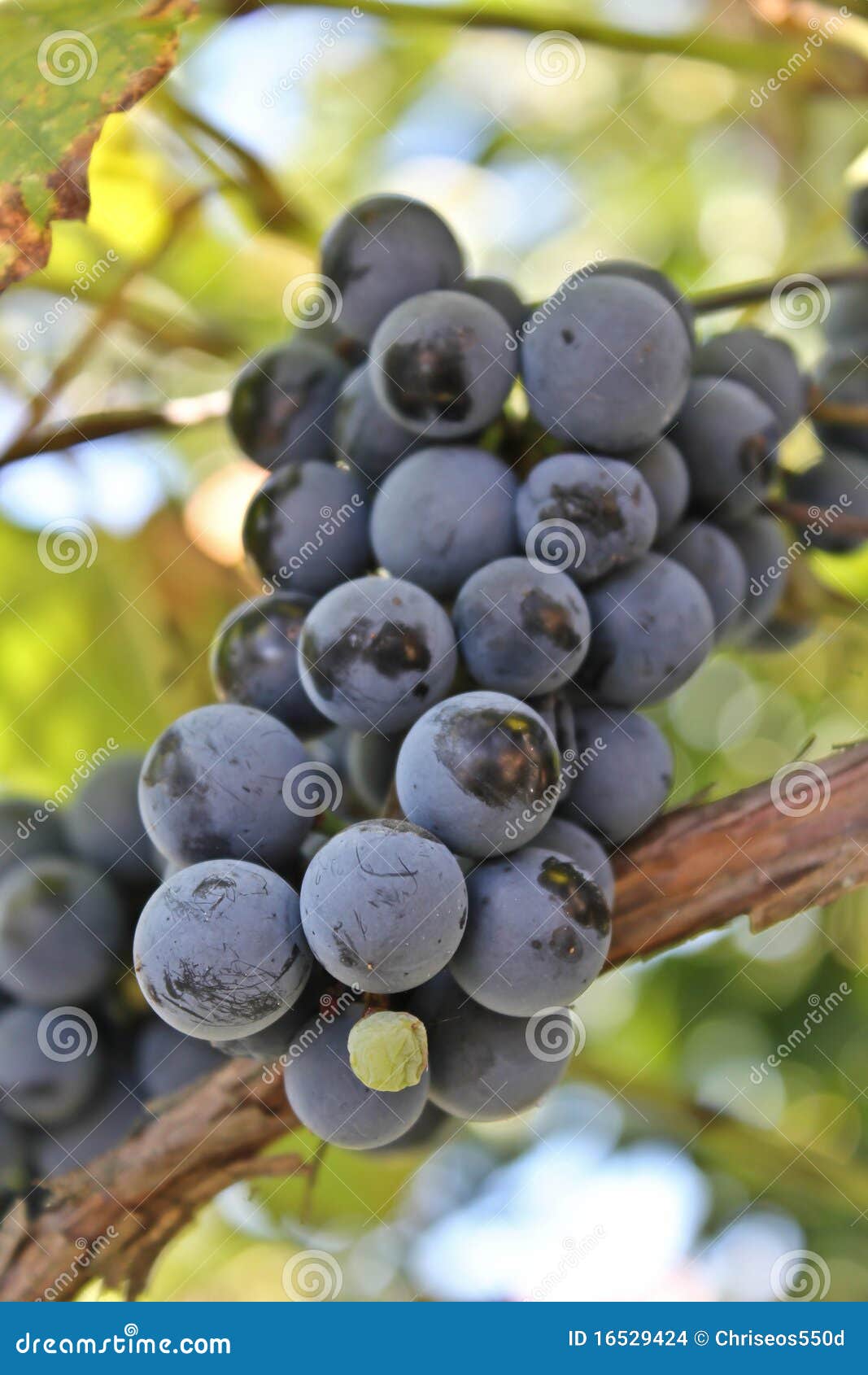 Ripe purple grapes stock photo. Image of colorful, nature - 16529424