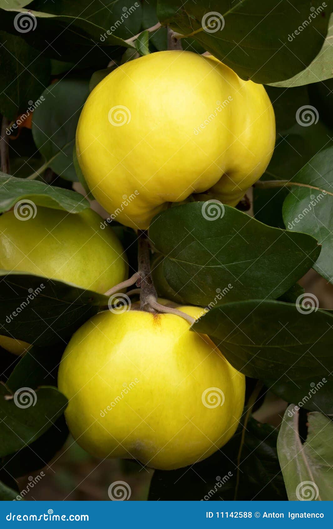 Ripe quince stock photo. Image of nature, tree, ingredient - 11142588