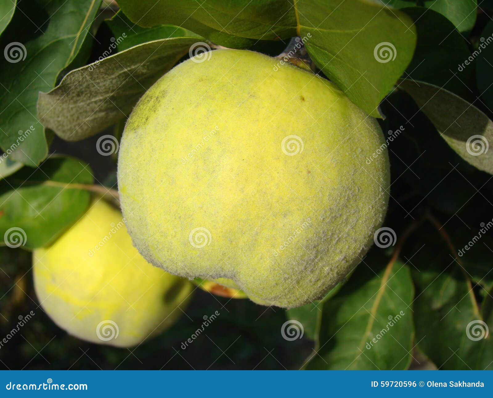 Ripe quince fruit stock photo. Image of quince, eating - 59720596