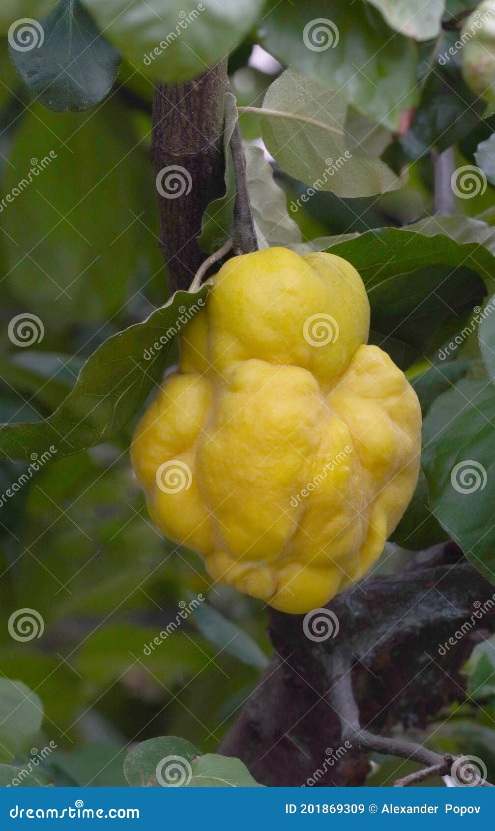 Ripe quince fruit stock image. Image of leaves, fruit - 201869309