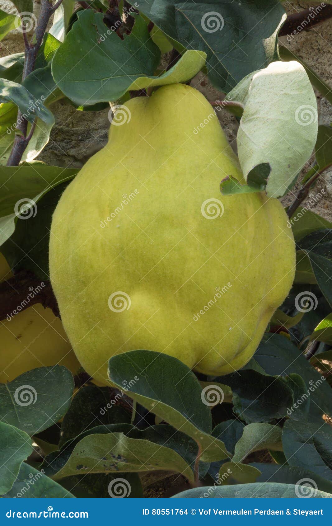Ripe Quince hanging down stock photo. Image of pudding - 80551764
