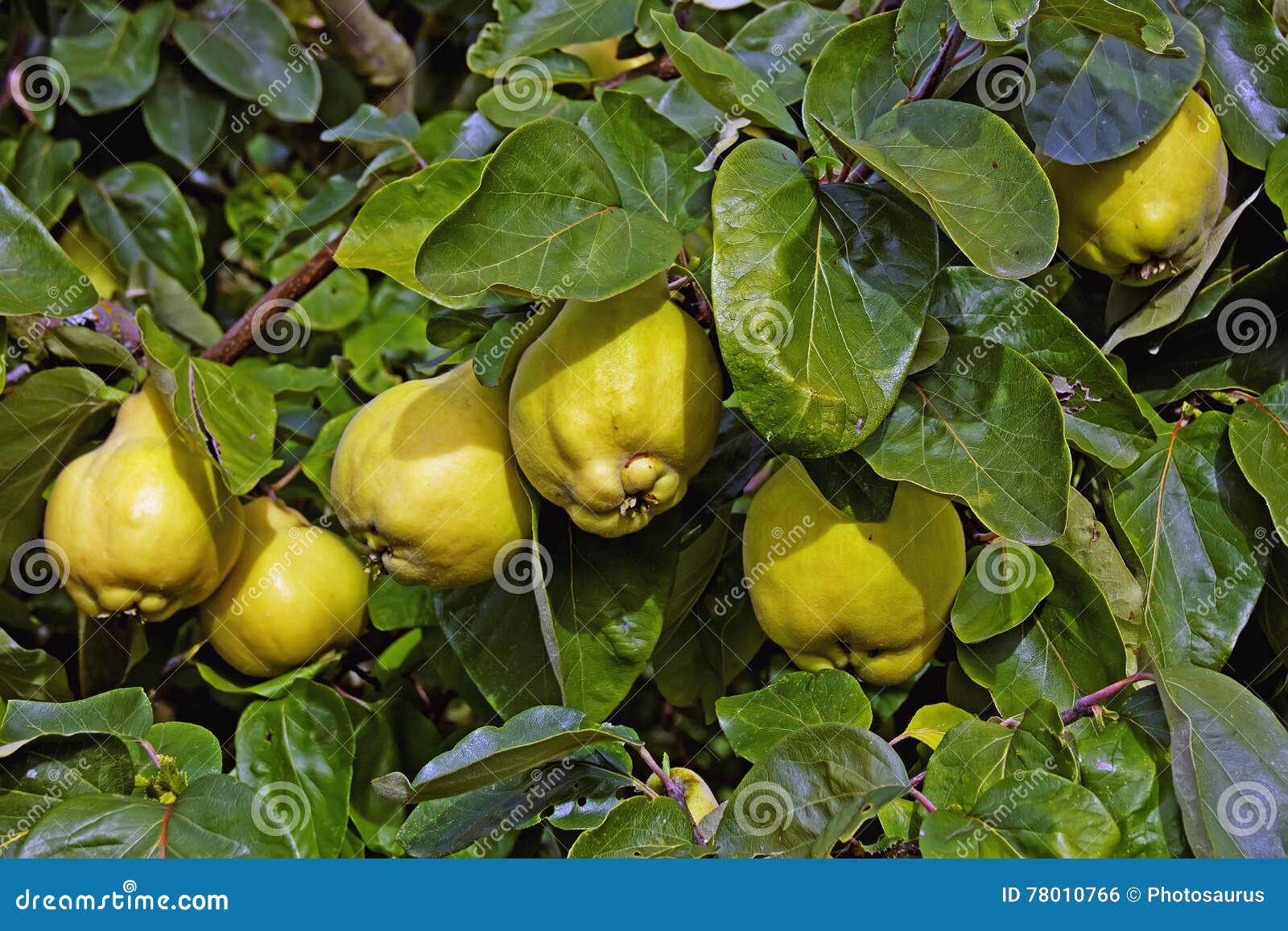 Ripe quinces stock photo. Image of vitamins, syrup, juicy - 78010766