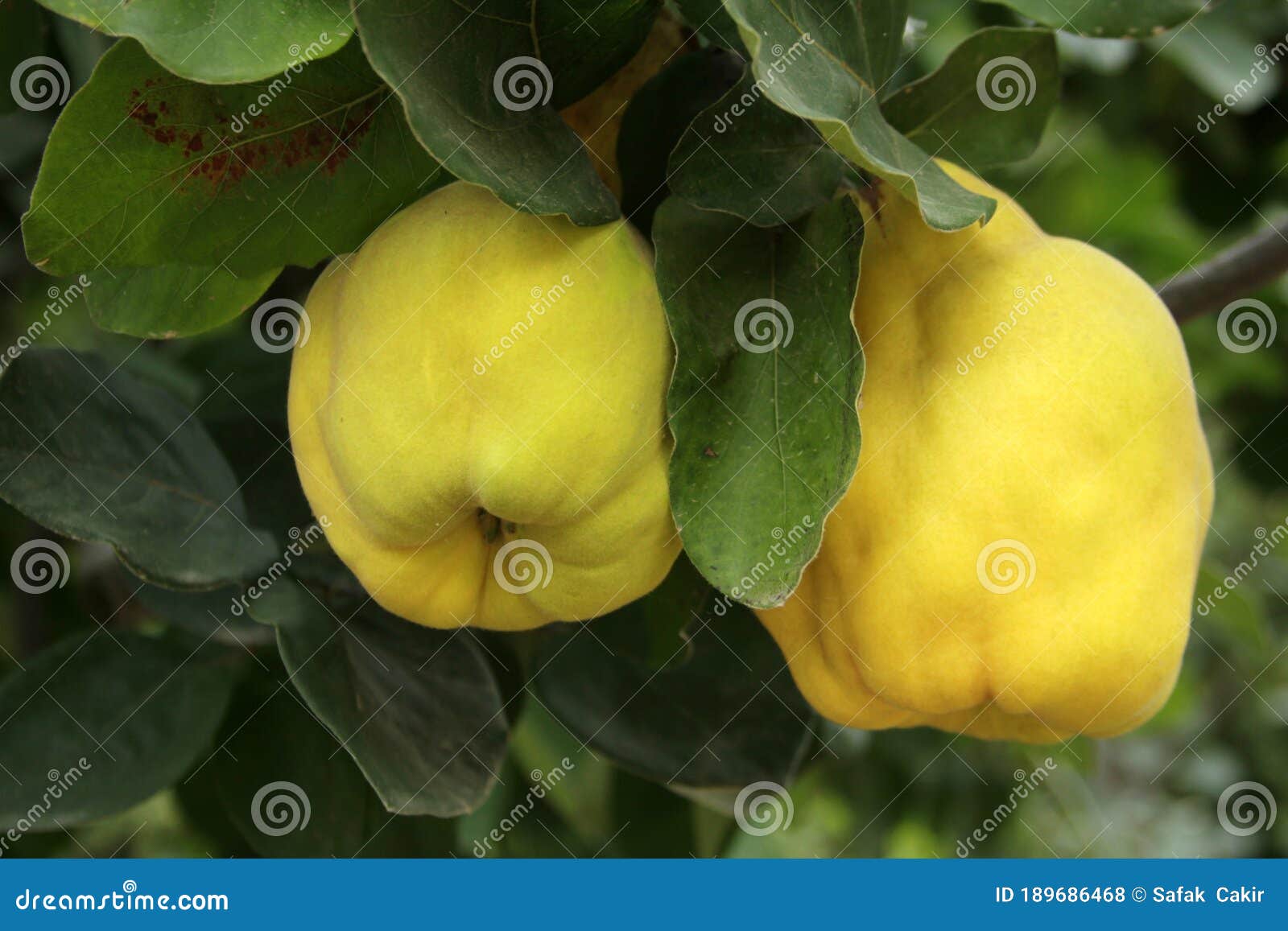 Quince tree stock photo. Image of healthy, fruit, beauty - 189686468