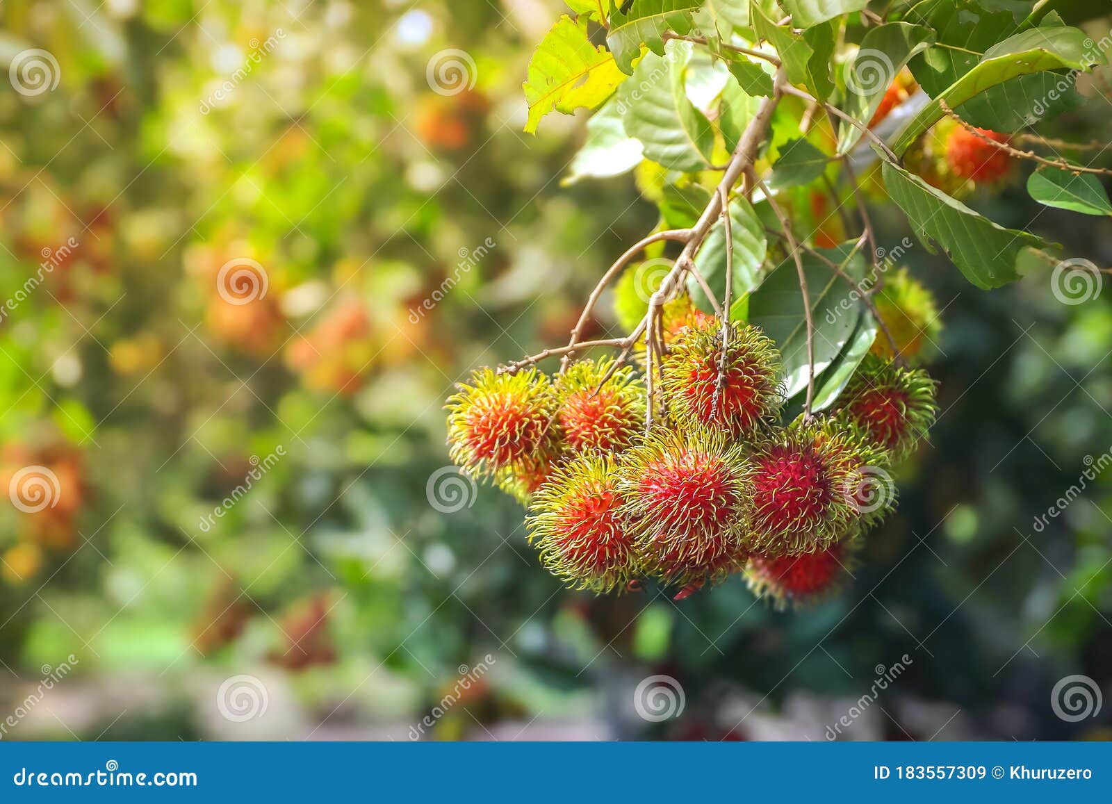Rambutan fruit on tree stock image. Image of healthy - 183557309