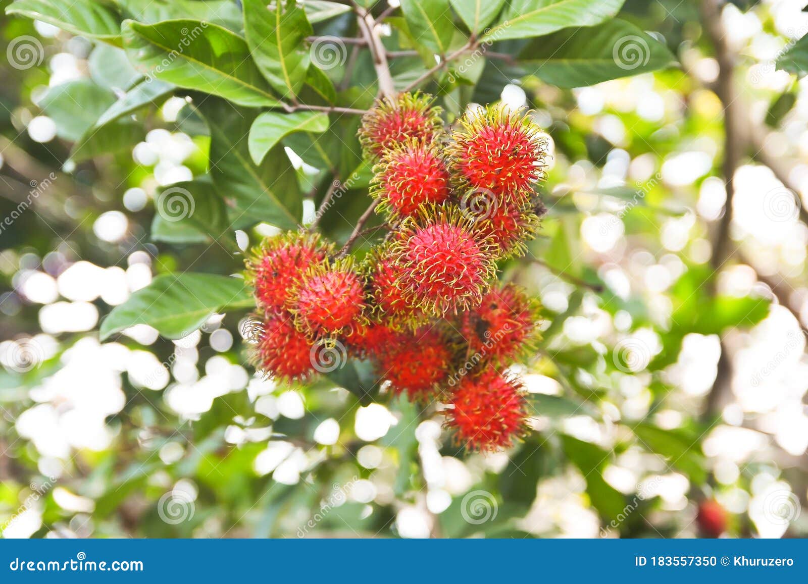 Rambutan fruit on tree stock photo. Image of freshness - 183557350