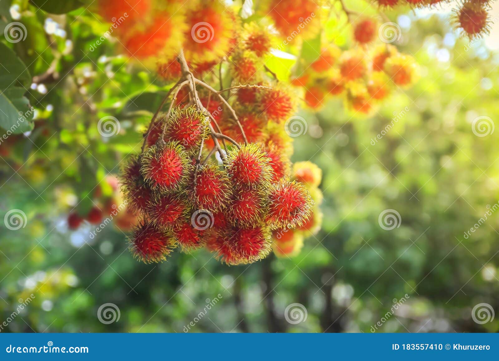 Rambutan fruit on tree stock photo. Image of closeup - 183557410
