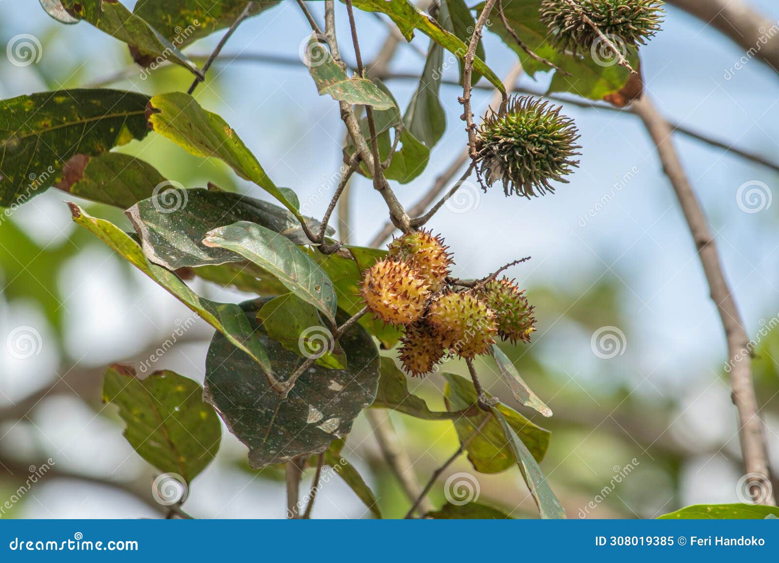 Ripe Rambutan or Hairy Fruit Fruit that is Still on the Tree Isolated ...