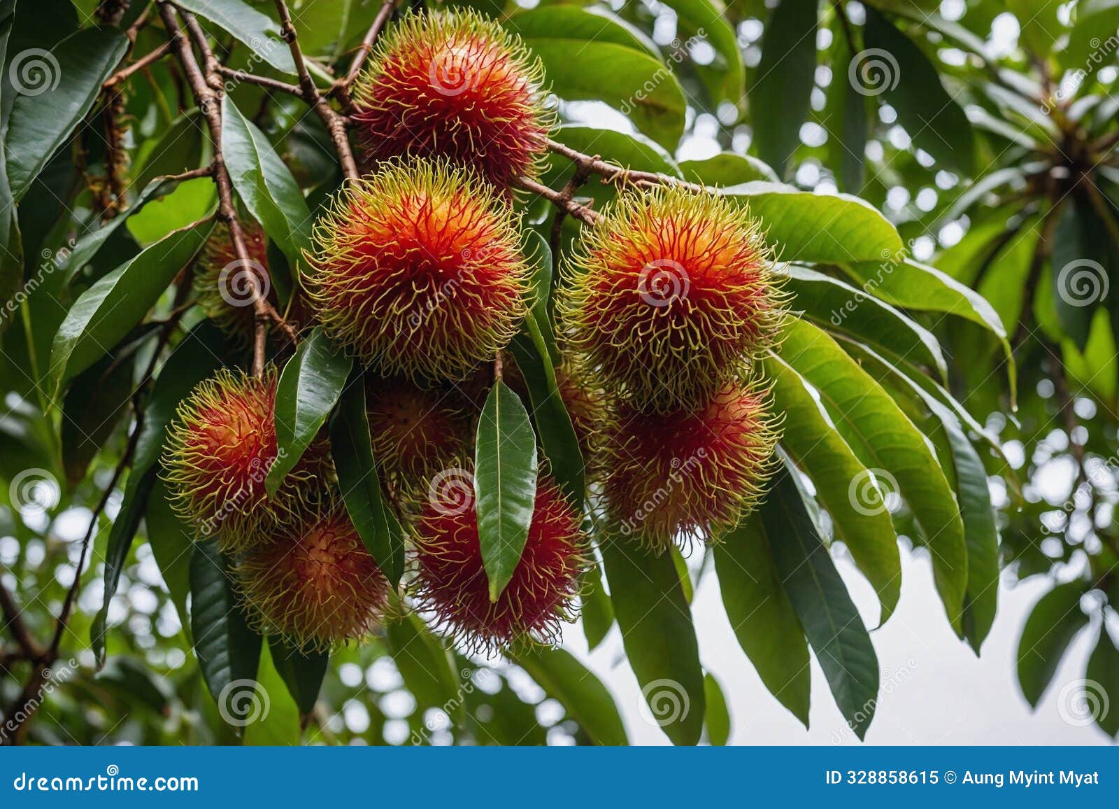 Ripe Rambutans Hanging from the Branches of a Rambutan Tree Stock ...