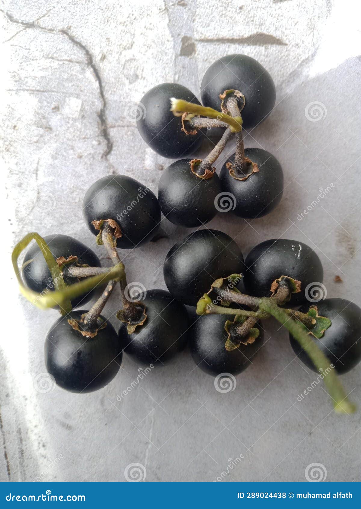 Ripe Ranti or Lenca Fruit is Blackish Purple in Color Stock Photo ...