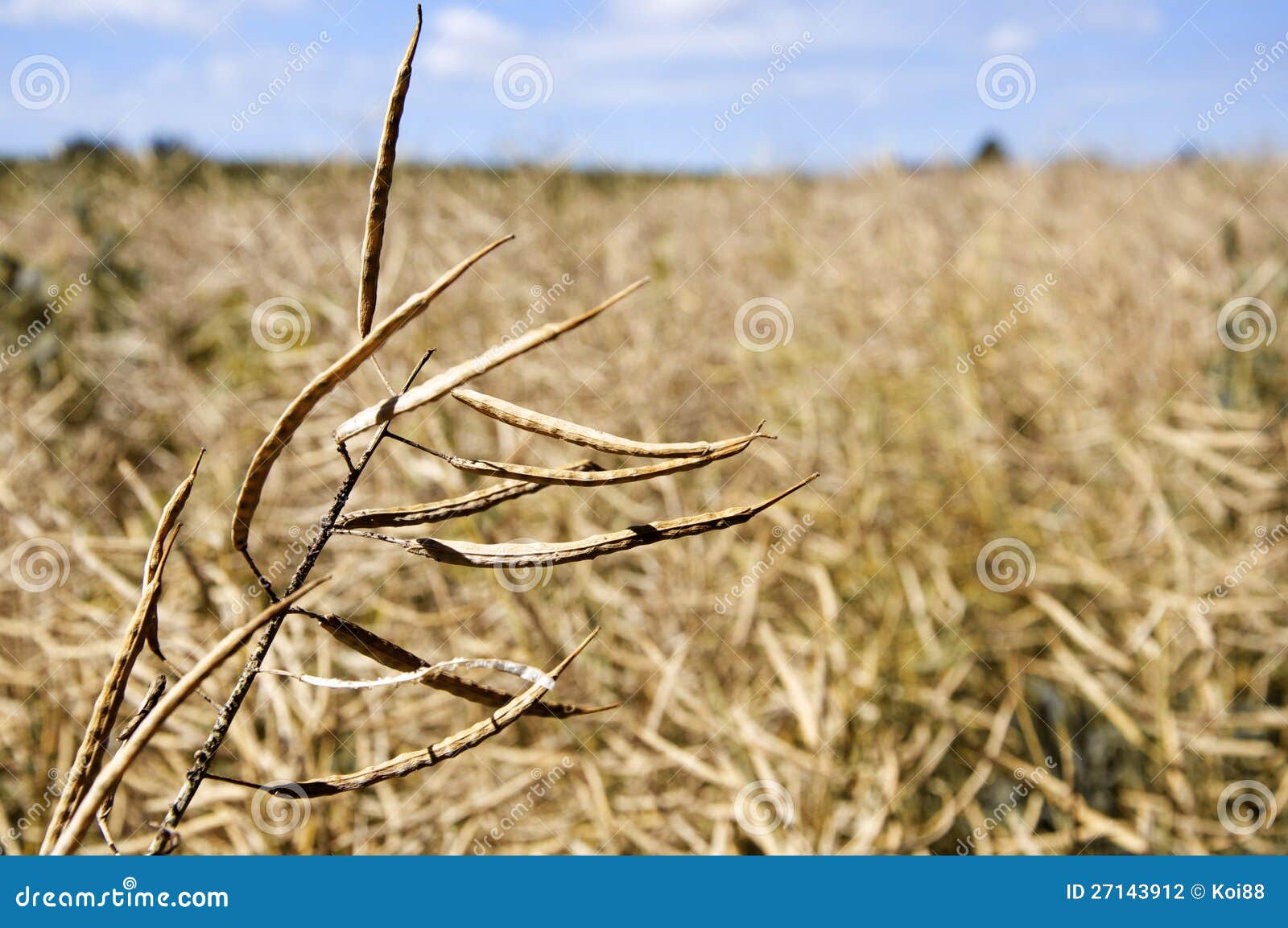 Ripe Plants stock photo. Image of agriculture, summer - 27143912