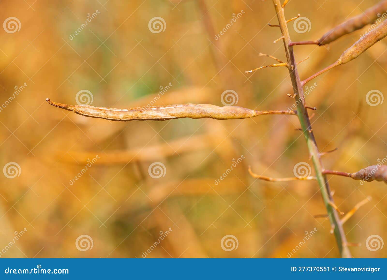 Ripe Rapeseed Pod in Cultivated Field Stock Image - Image of nature ...