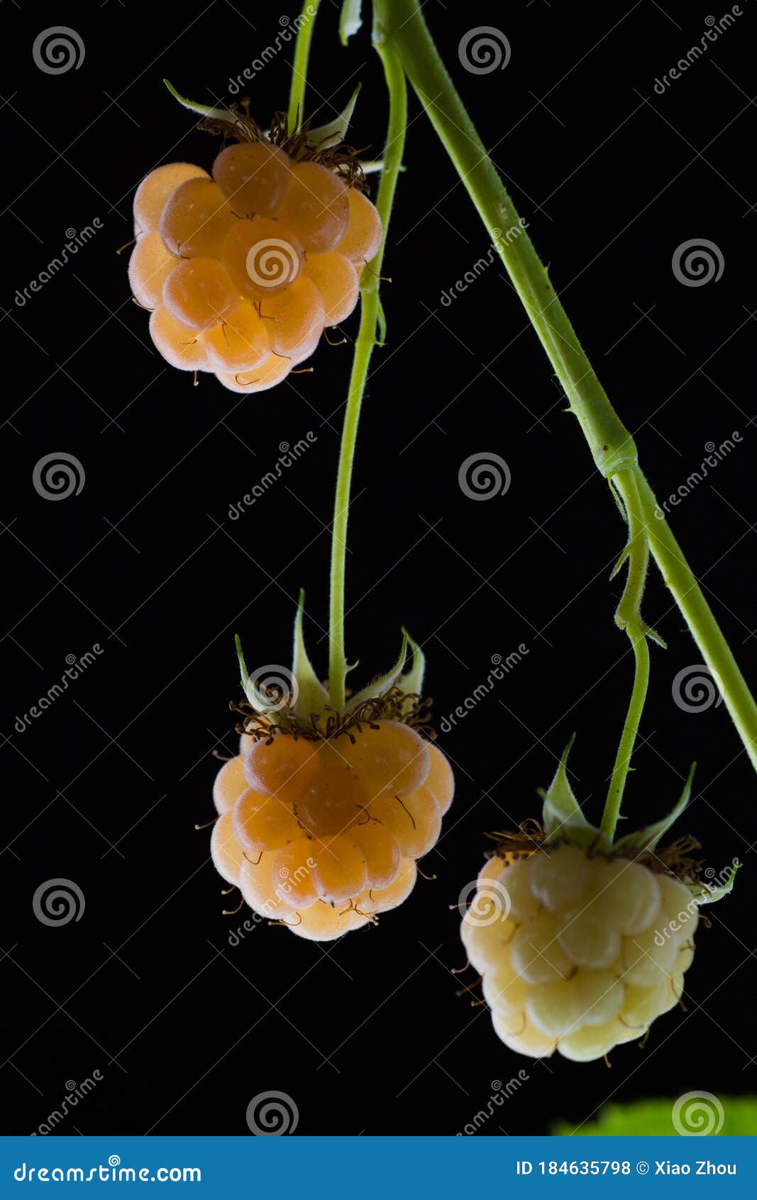 Raspberry stock photo. Image of planting, growing, green - 184635798