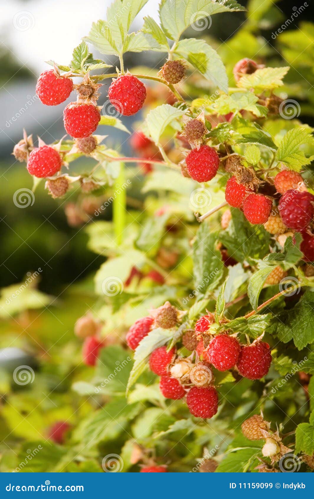 Ripe Raspberries stock image. Image of ripe, summer, berries - 11159099