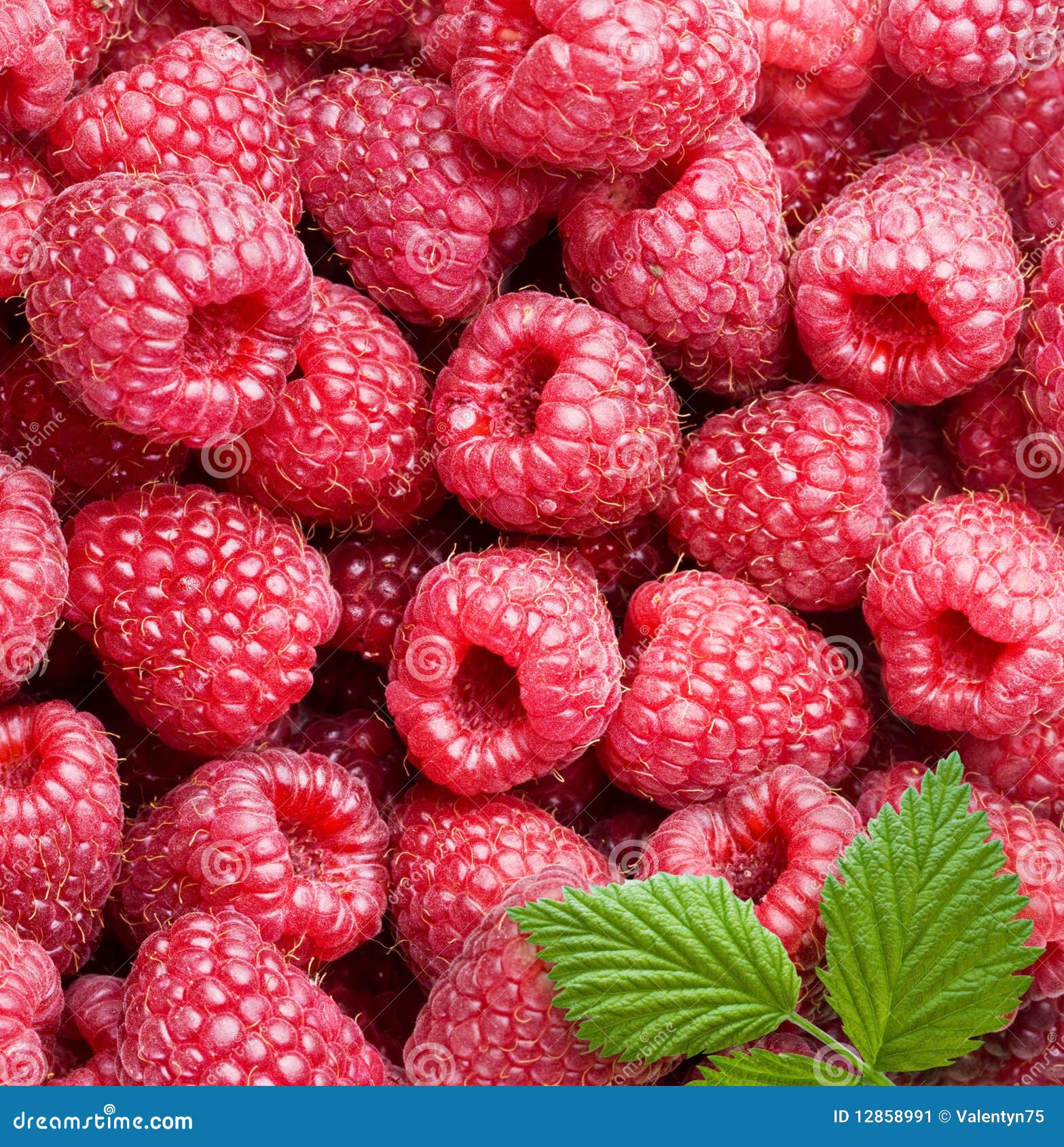 Ripe raspberries stock image. Image of raspberry, macro - 12858991