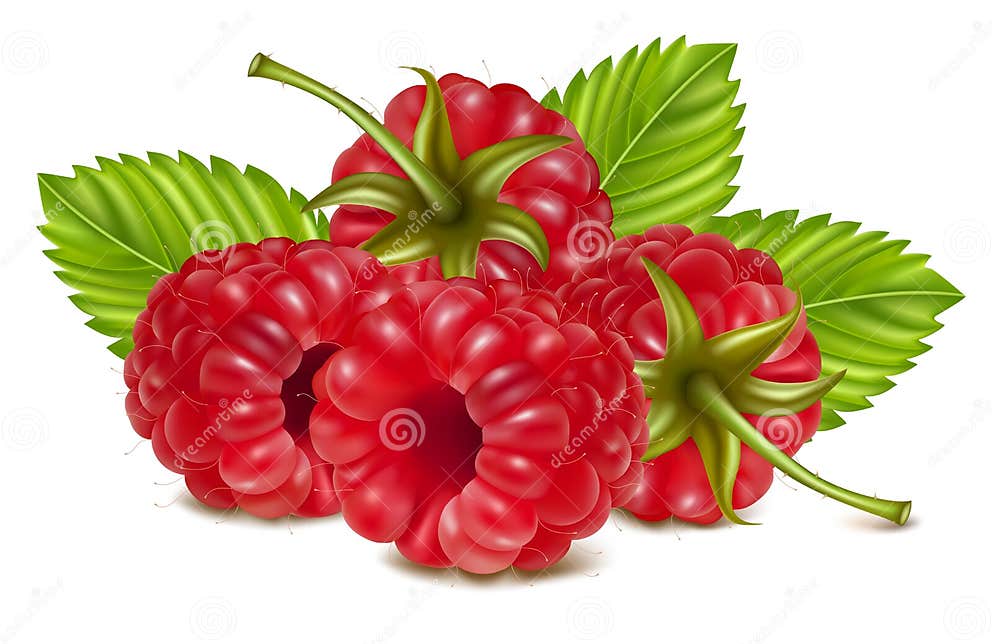 Ripe raspberries. stock vector. Illustration of fruits - 13143114